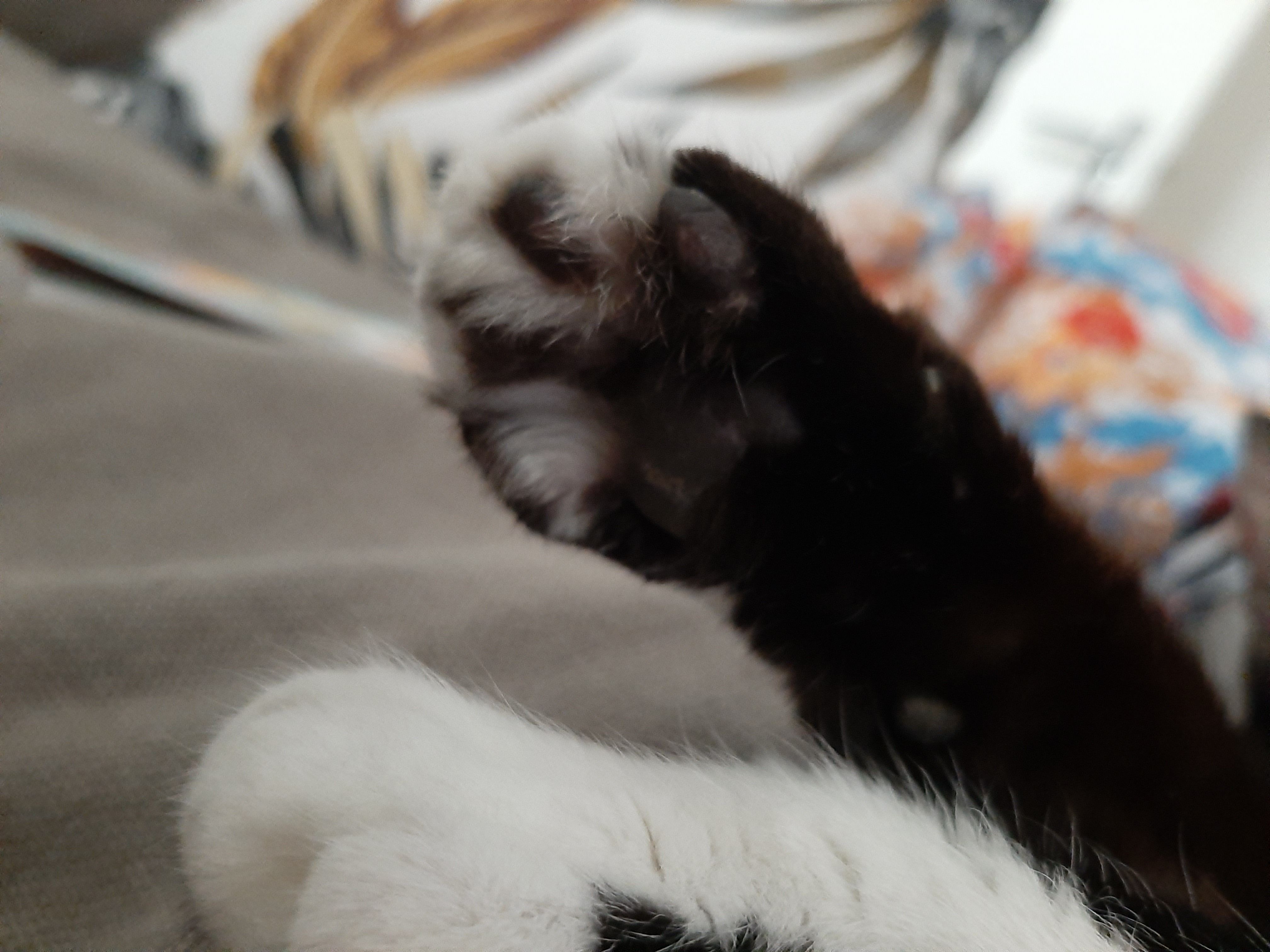 Cats - Samsung Community