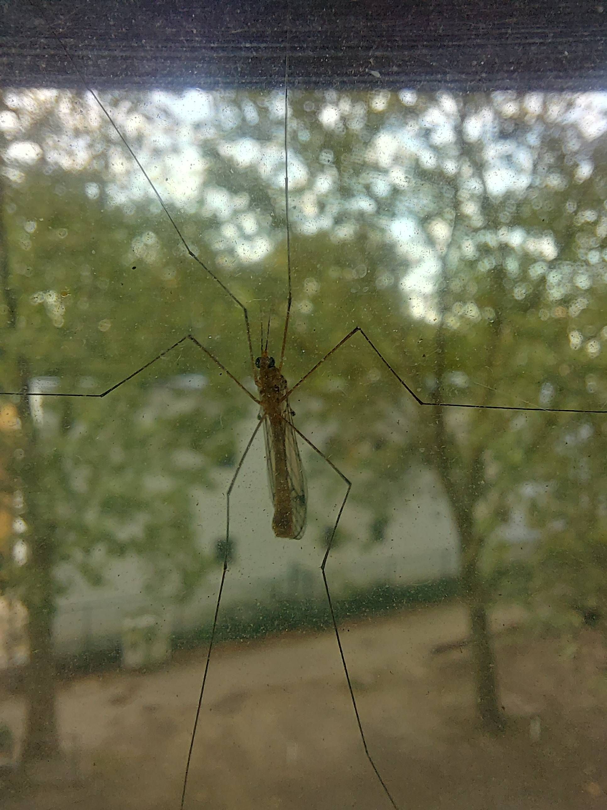 Punktierte Zartschrecke / Riesen Schnake. - Samsung Community