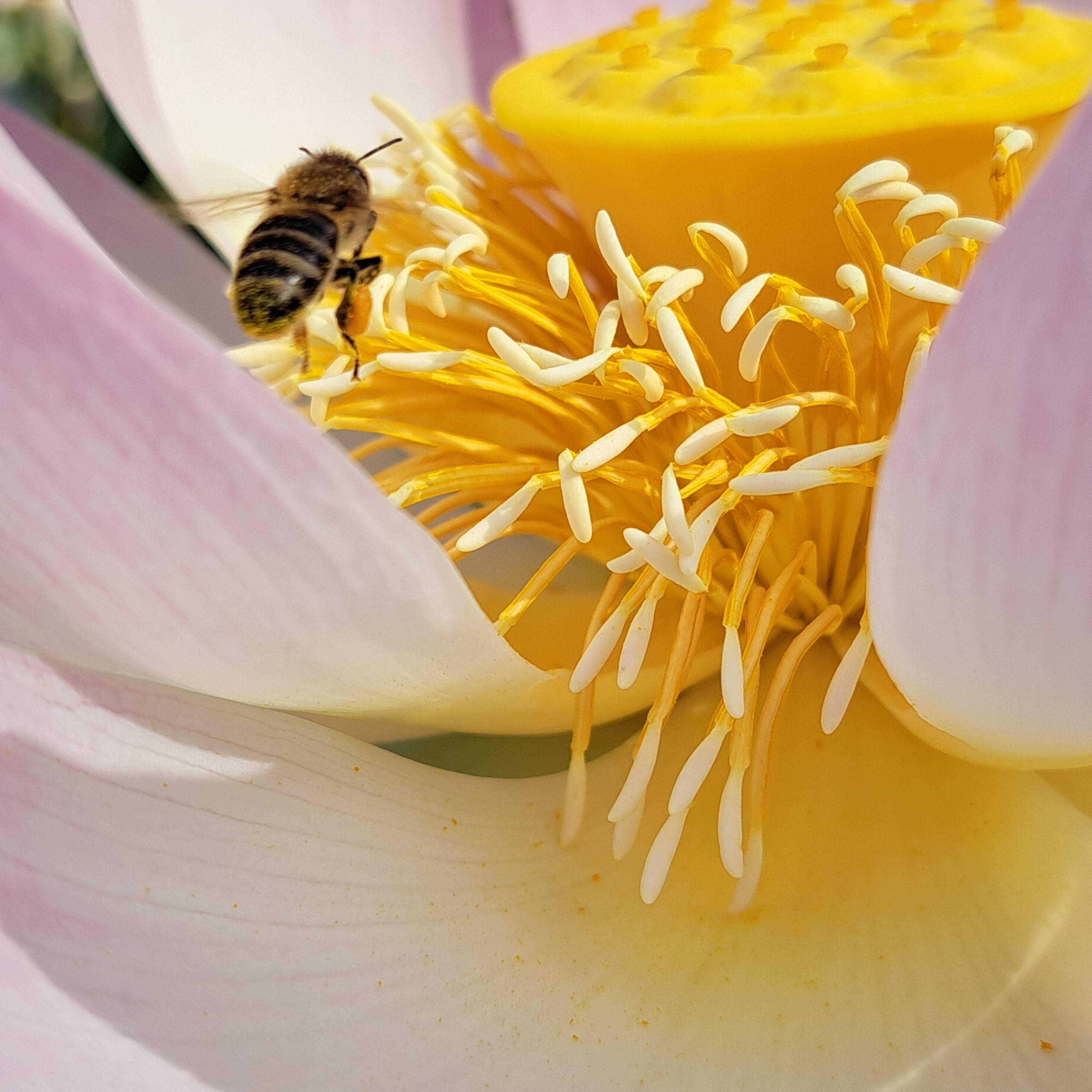 Butinage dans le lotus - Samsung Community