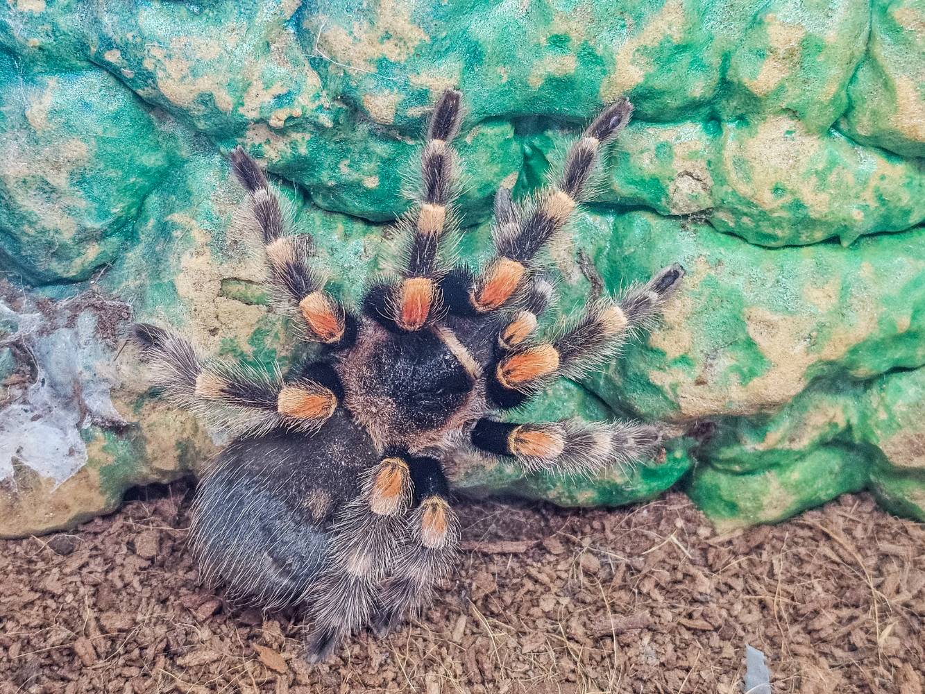 Costa Rican Redleg Tarantula - Samsung Community