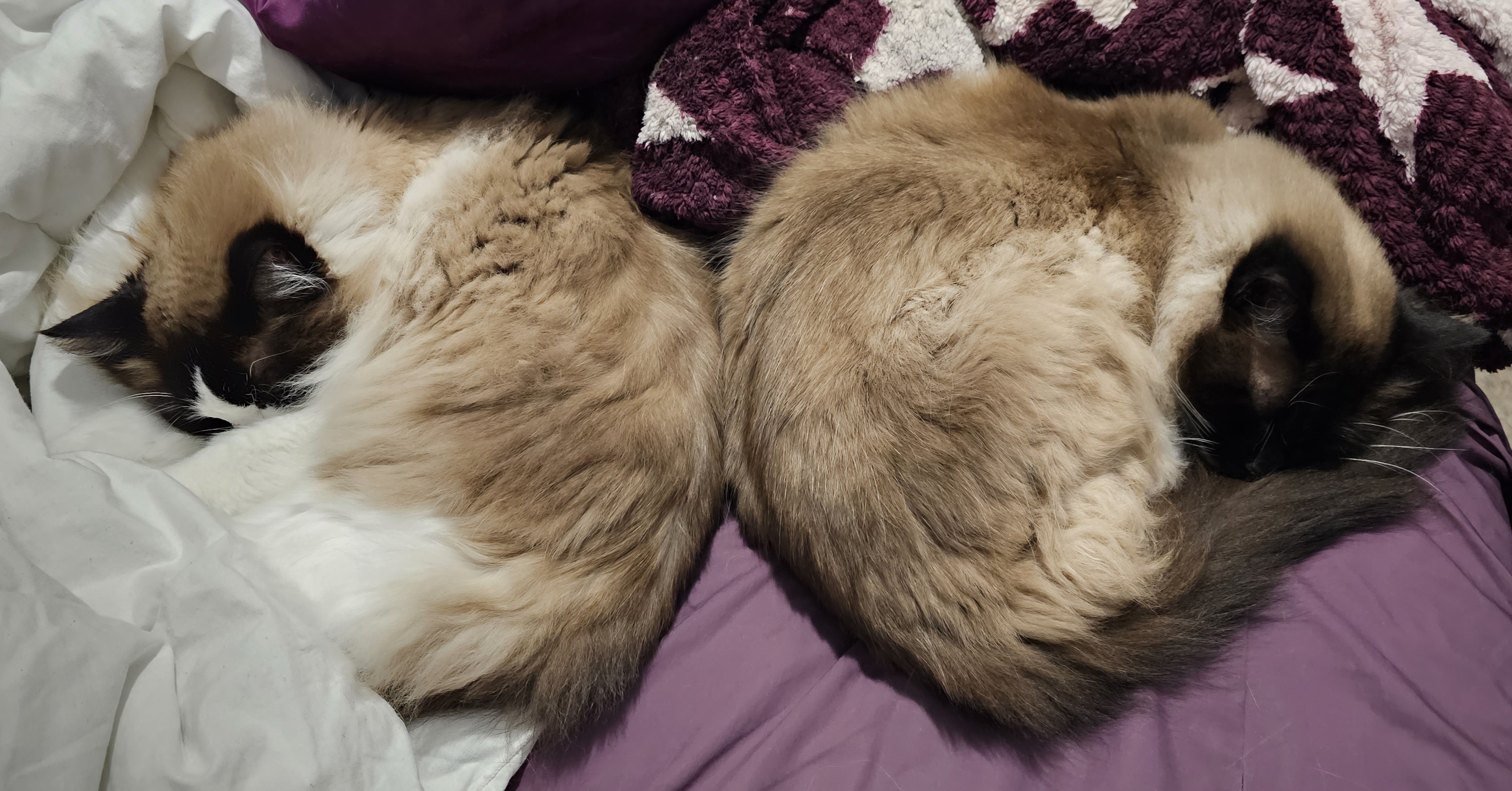 Our two twin ragdools Cicc & Micc - Samsung Community