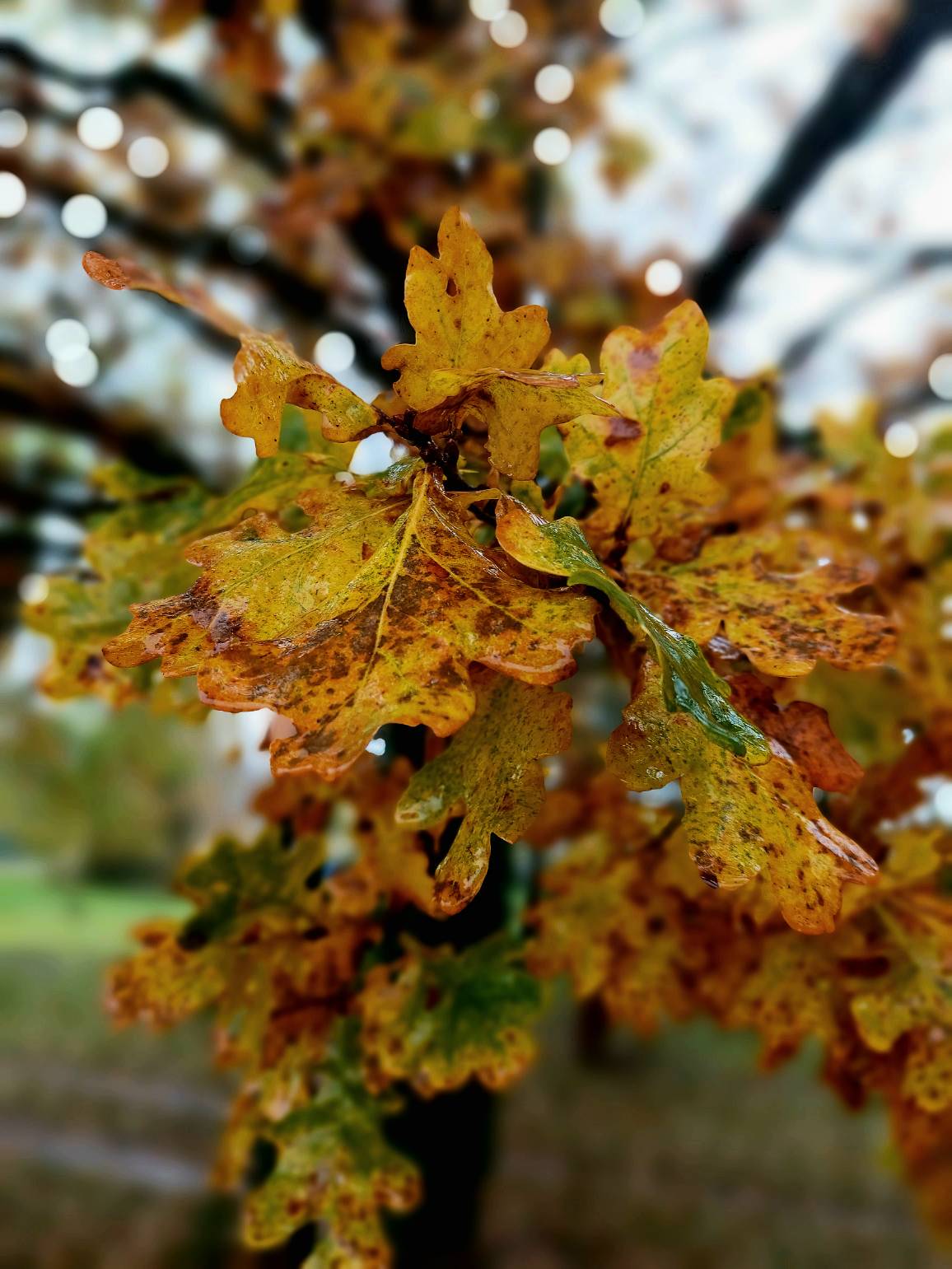 Jour de pluie - Samsung Community
