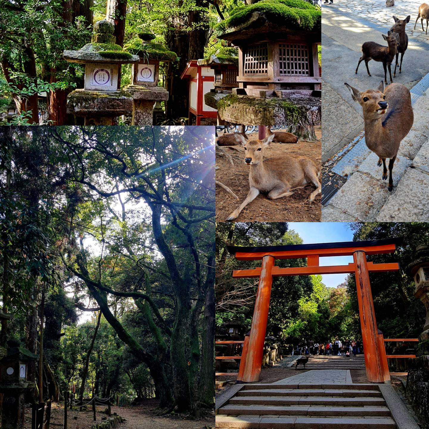 🇯🇵🍁⛩️ - Samsung Community