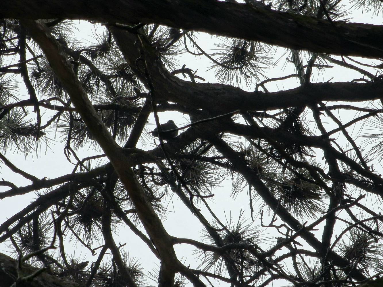 Fekete rigó - Samsung Community