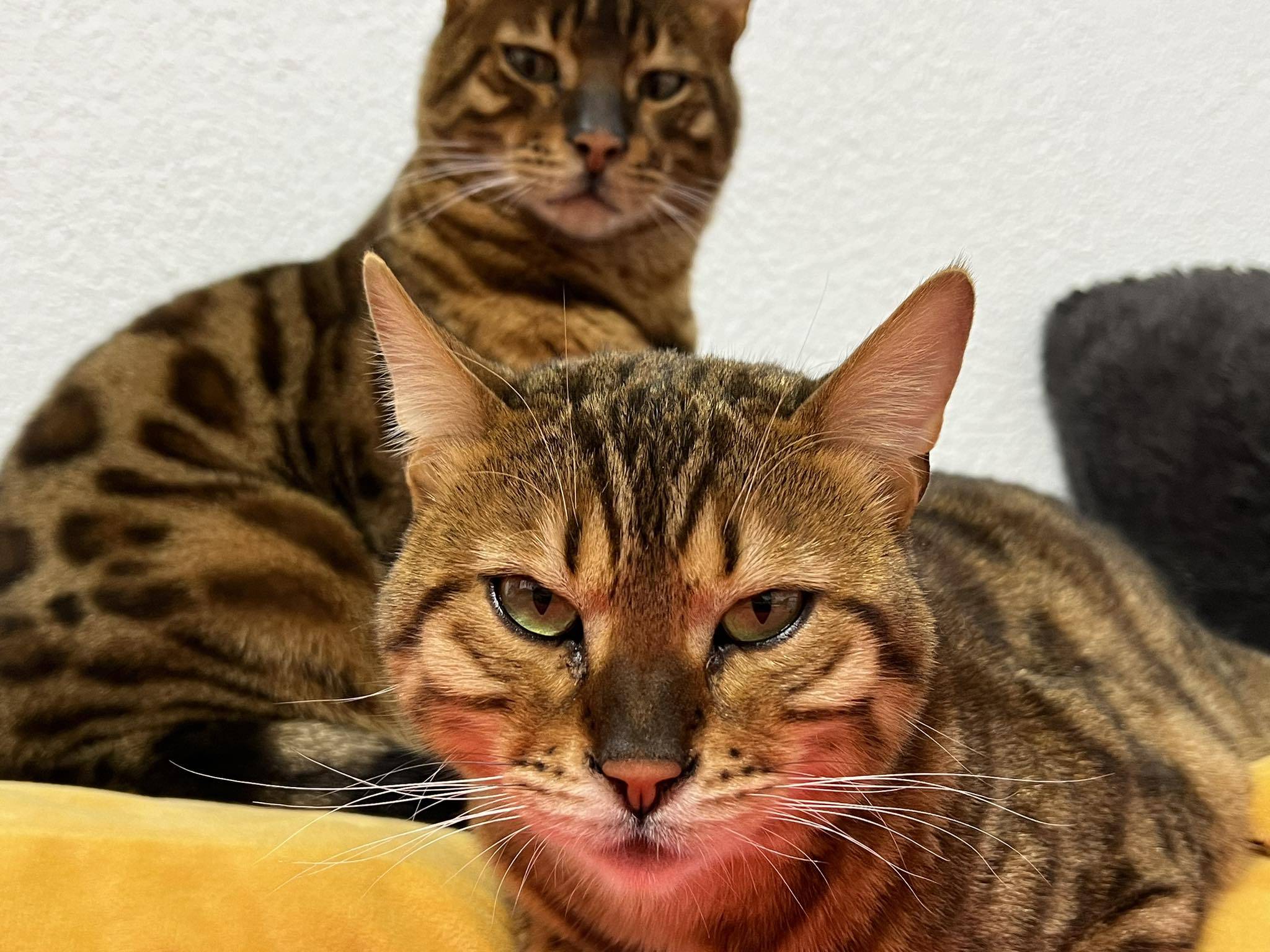 Cats - Samsung Community