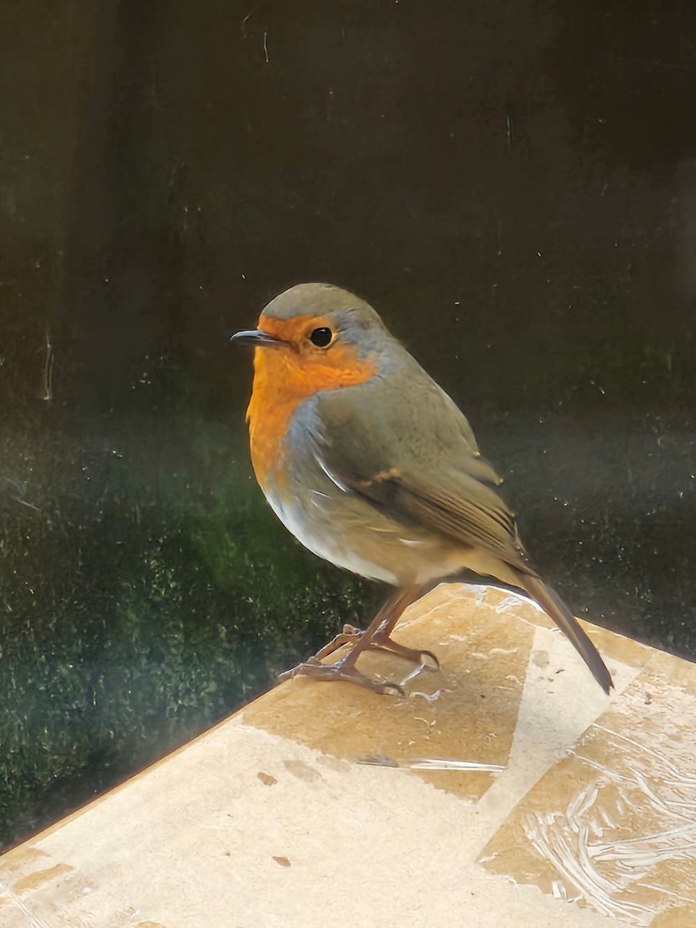 Beautiful Robin ( another visit from other day ) - Samsung Community