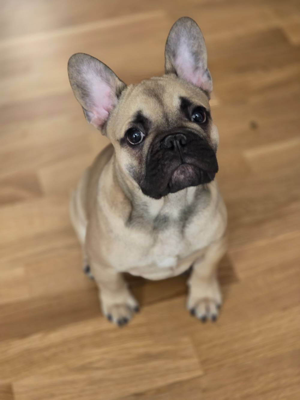 Ozzy the frenchie - Samsung Community