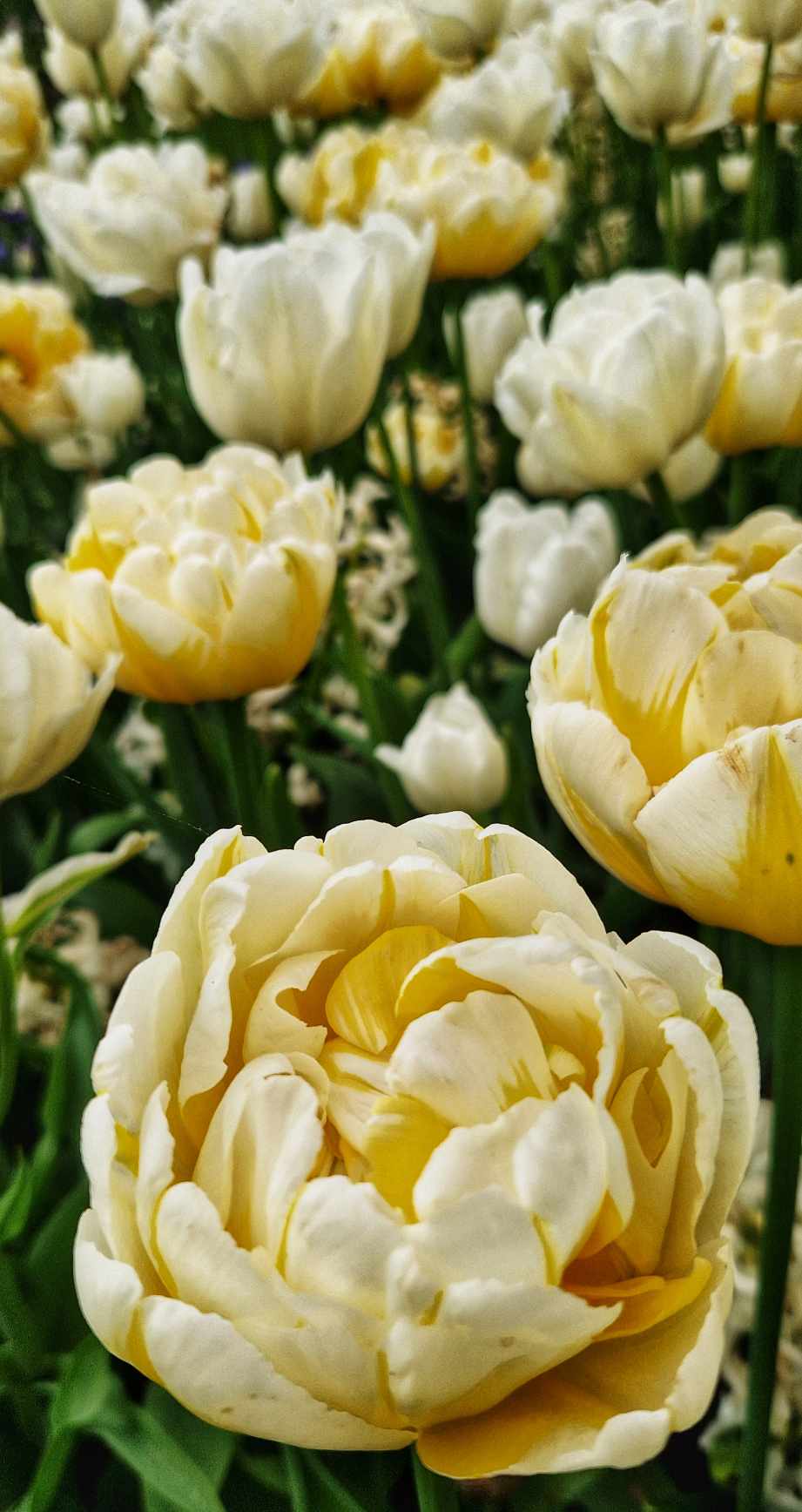 Tulpes. - Samsung Community