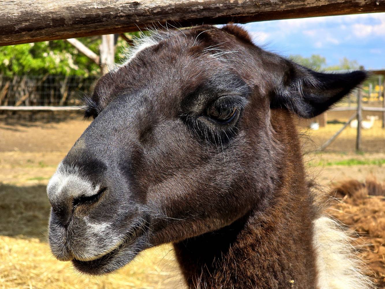 Láma - Samsung Community