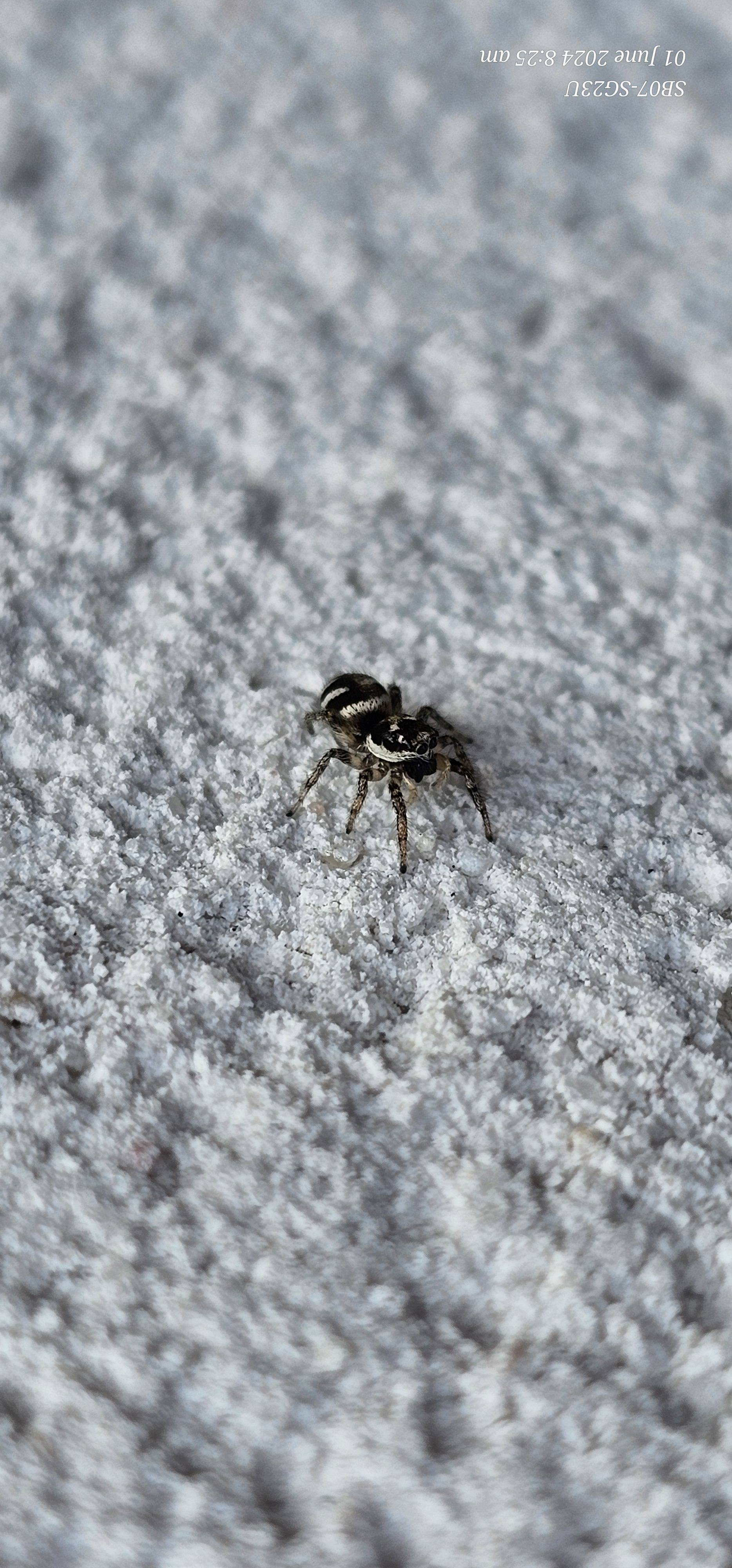 Spiders: Jumping Zebra Spider #SB07 - Samsung Community