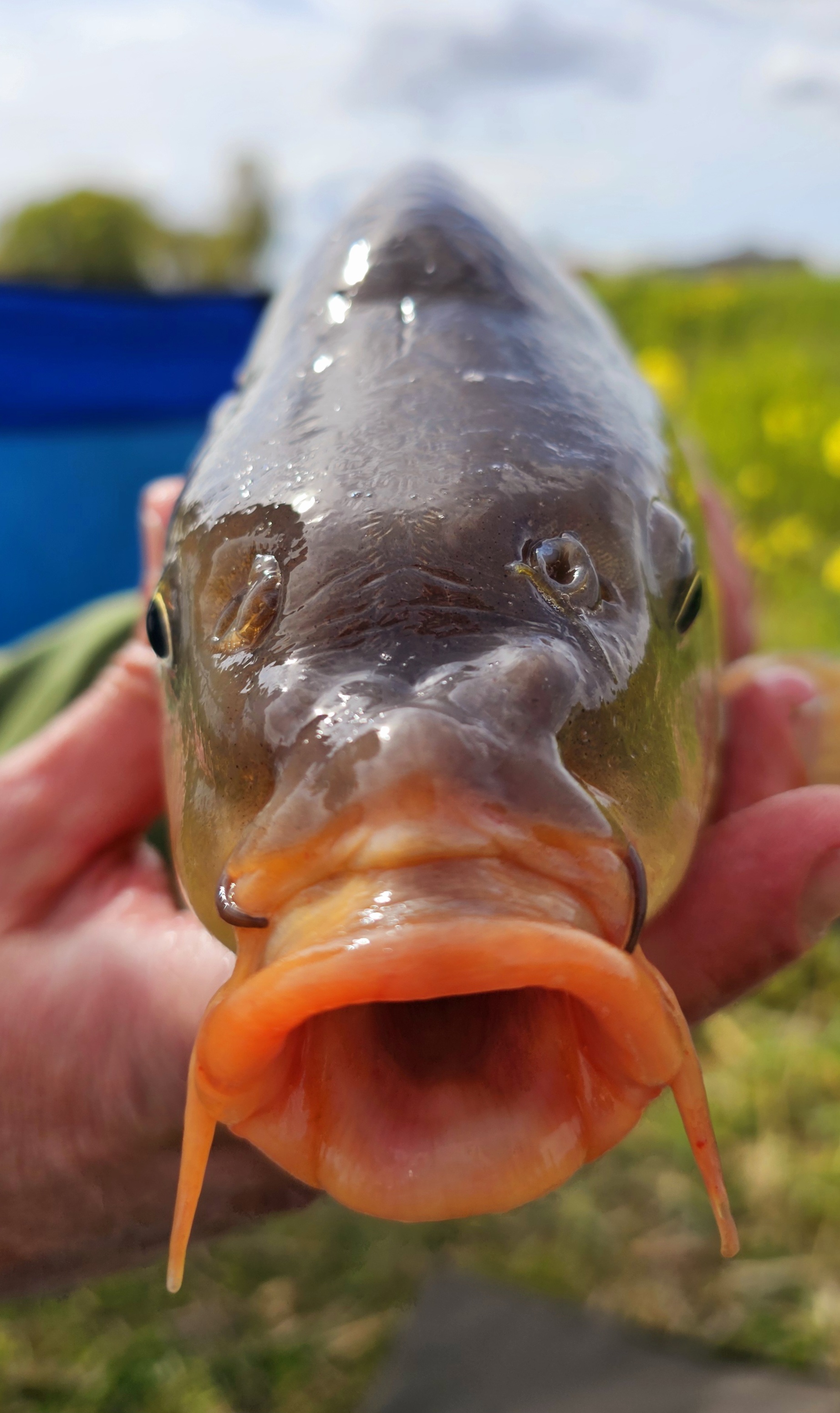 Kiss from a fish .. - Samsung Community