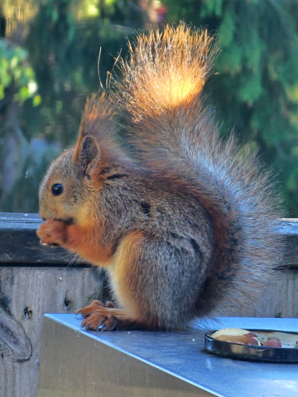 Orav - Samsung Community