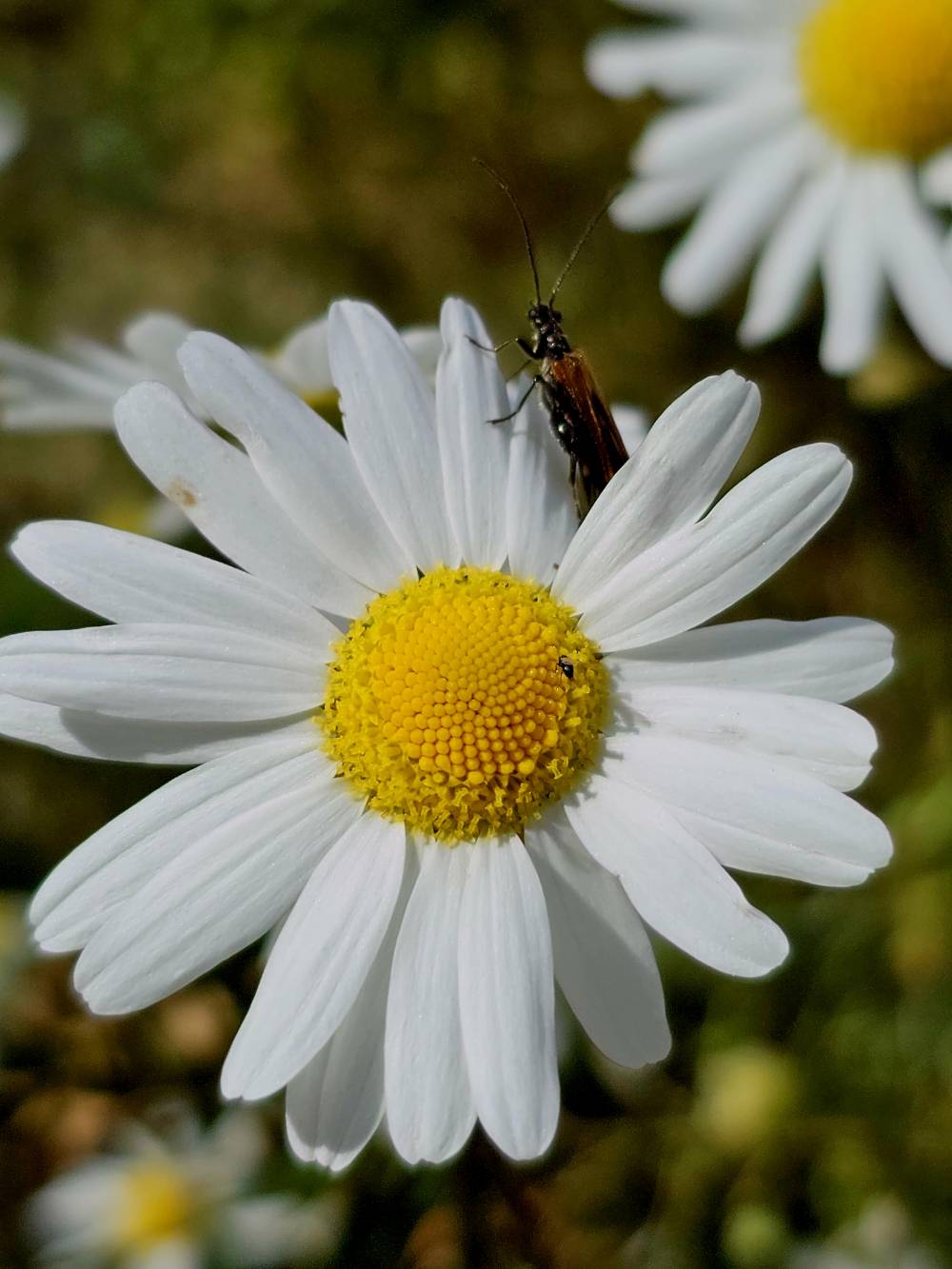 Happy Bergfest... - Samsung Community