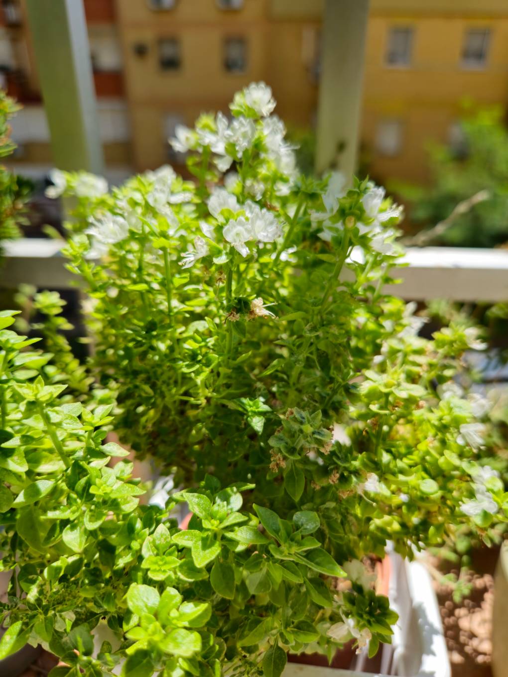 Plantas - Samsung Community