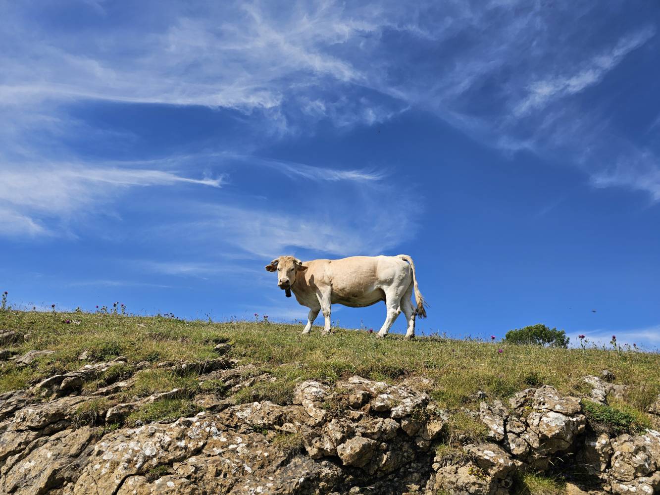 Vaca - Samsung Community