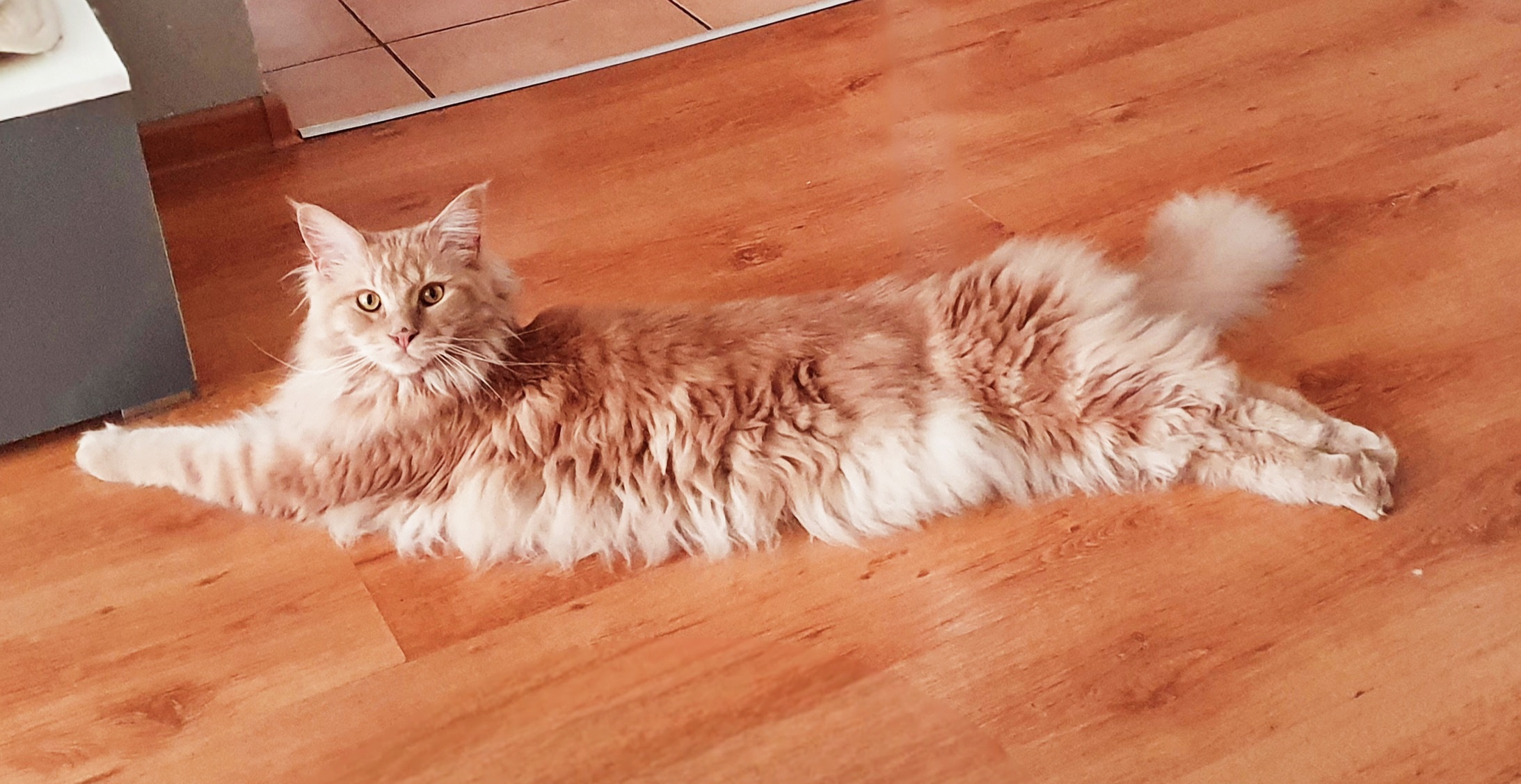 Maine coone cat - Samsung Community