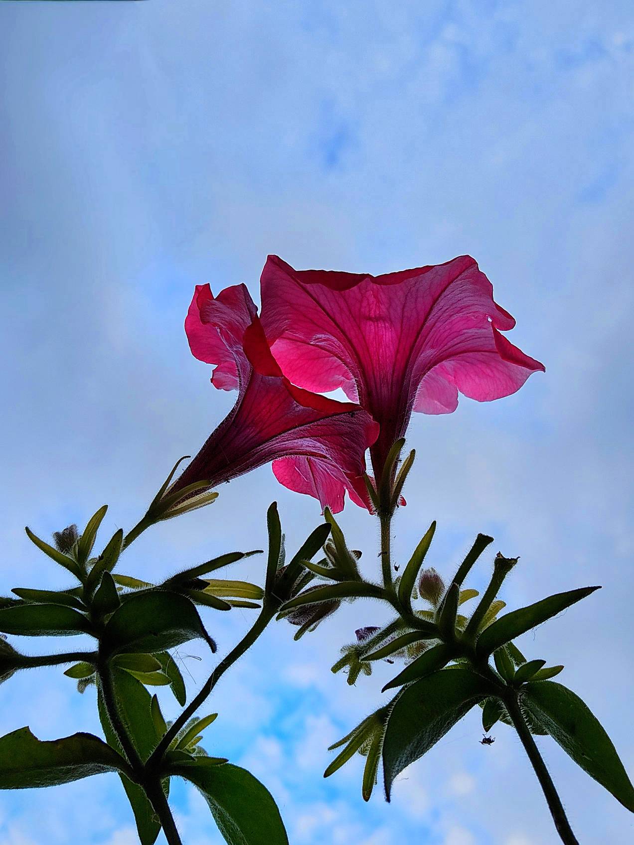 Bonsoir ! Les amis 😍 Photo avec Selfie 🤳 camera - Samsung Community