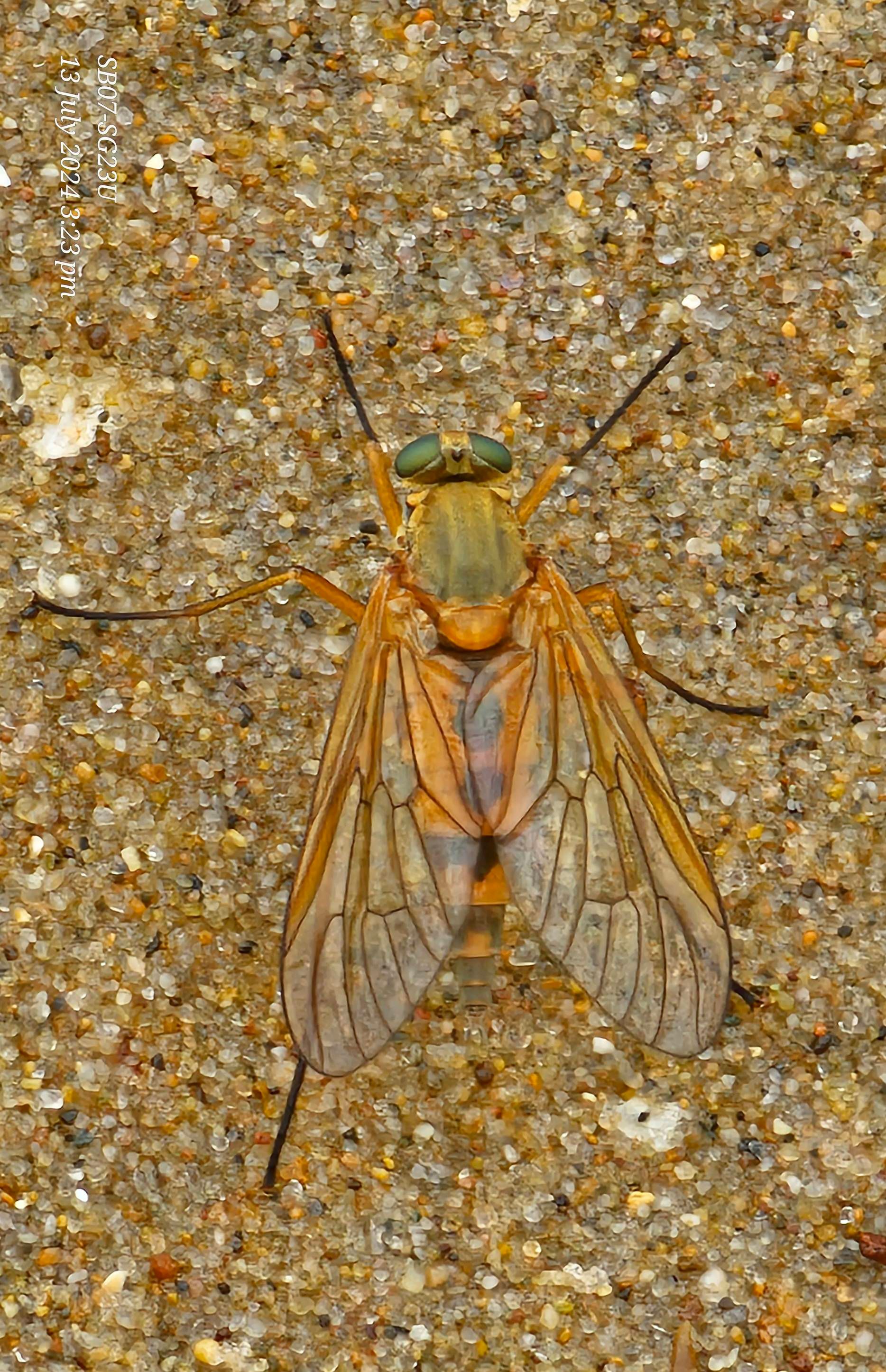 Insect: Snipe Fly #SB07 - Samsung Community