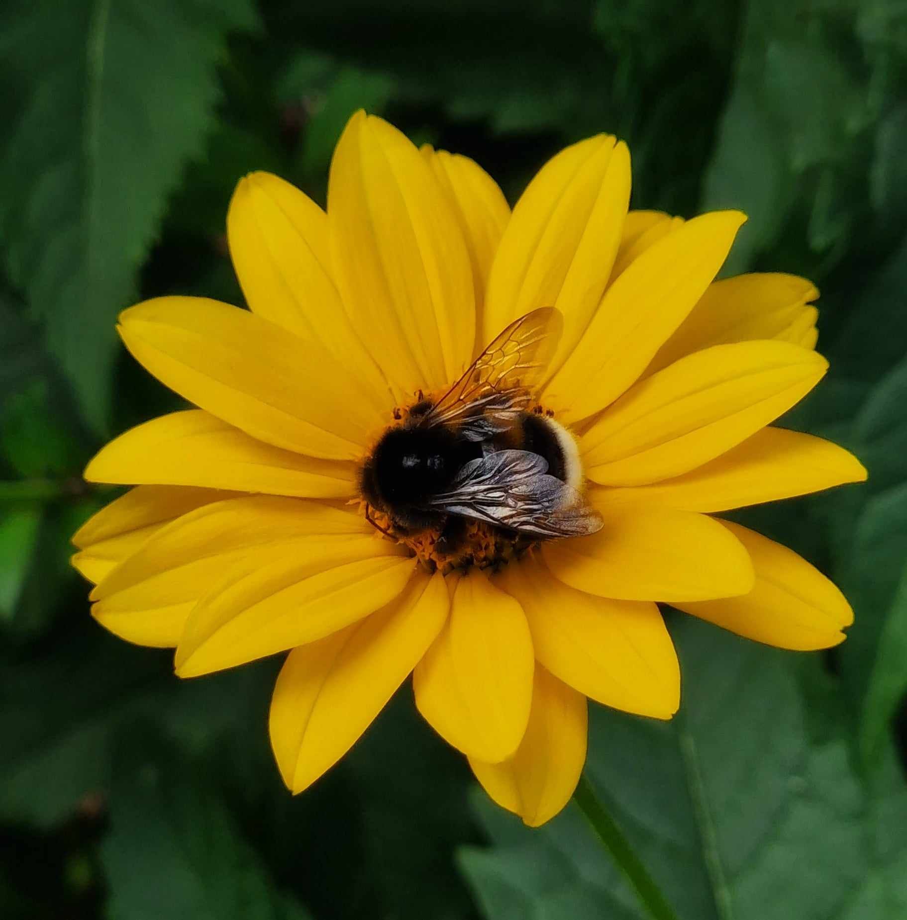 Bitīte. - Samsung Community