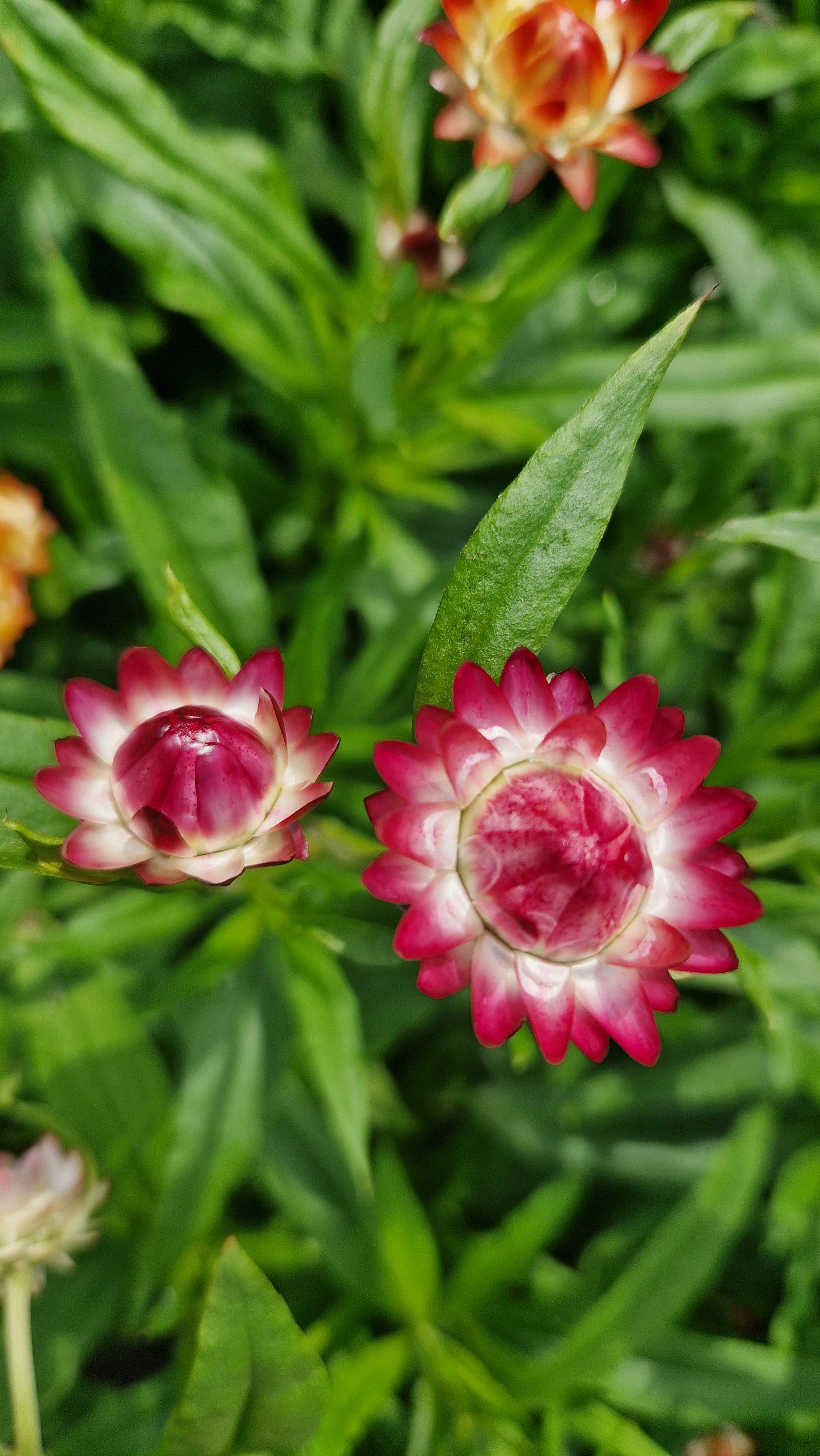 Salmenes - Samsung Community