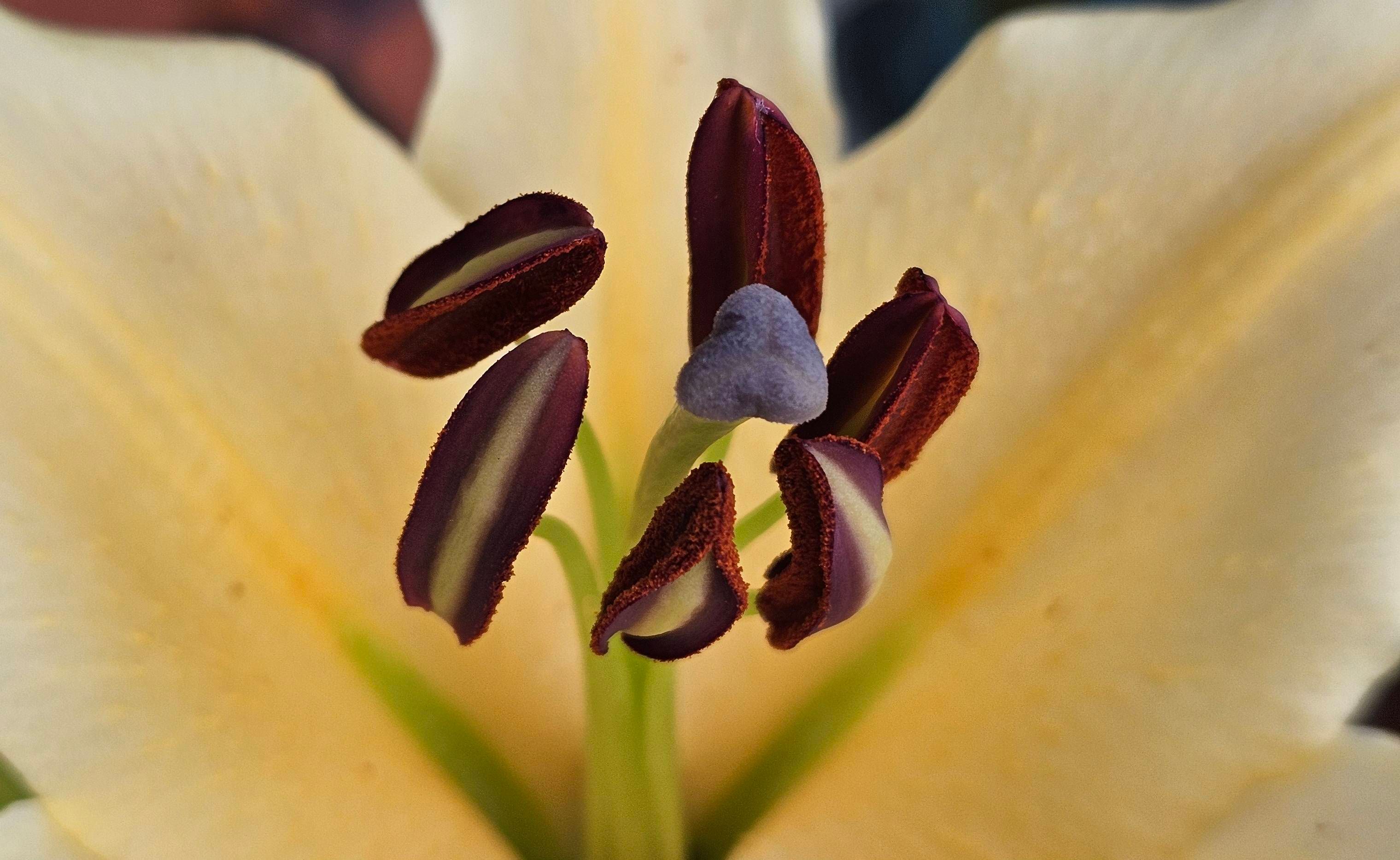 Flowers: Lily #SB07 - Samsung Community