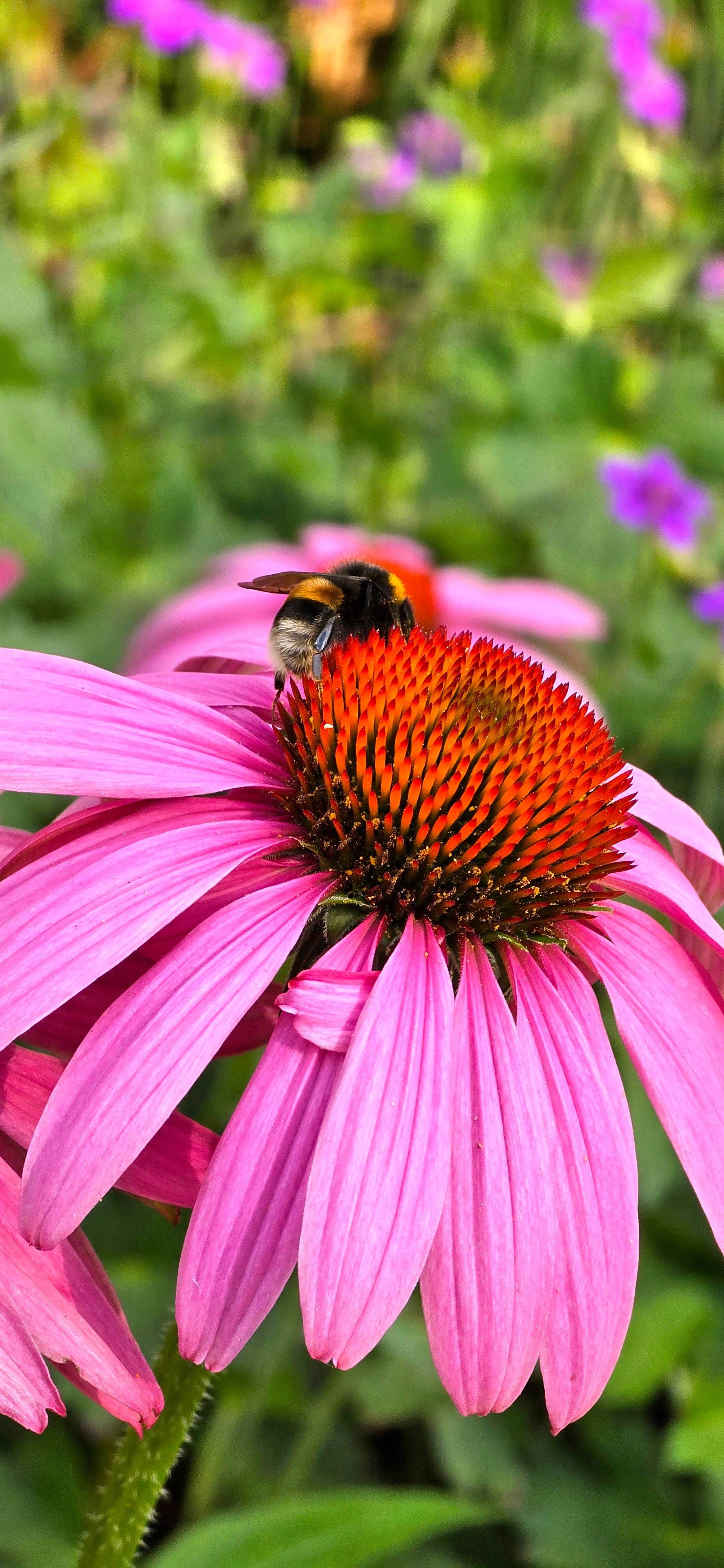 Salut! Bonjour les amis☺️ Bon dimanche 😍 - Samsung Community