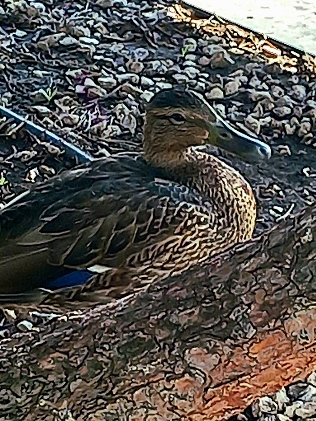 Kacsa :D - Samsung Community