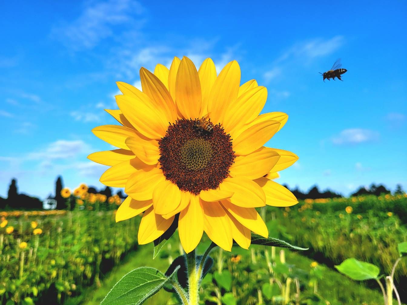 Sonnenblumen.....🌻 - Samsung Community