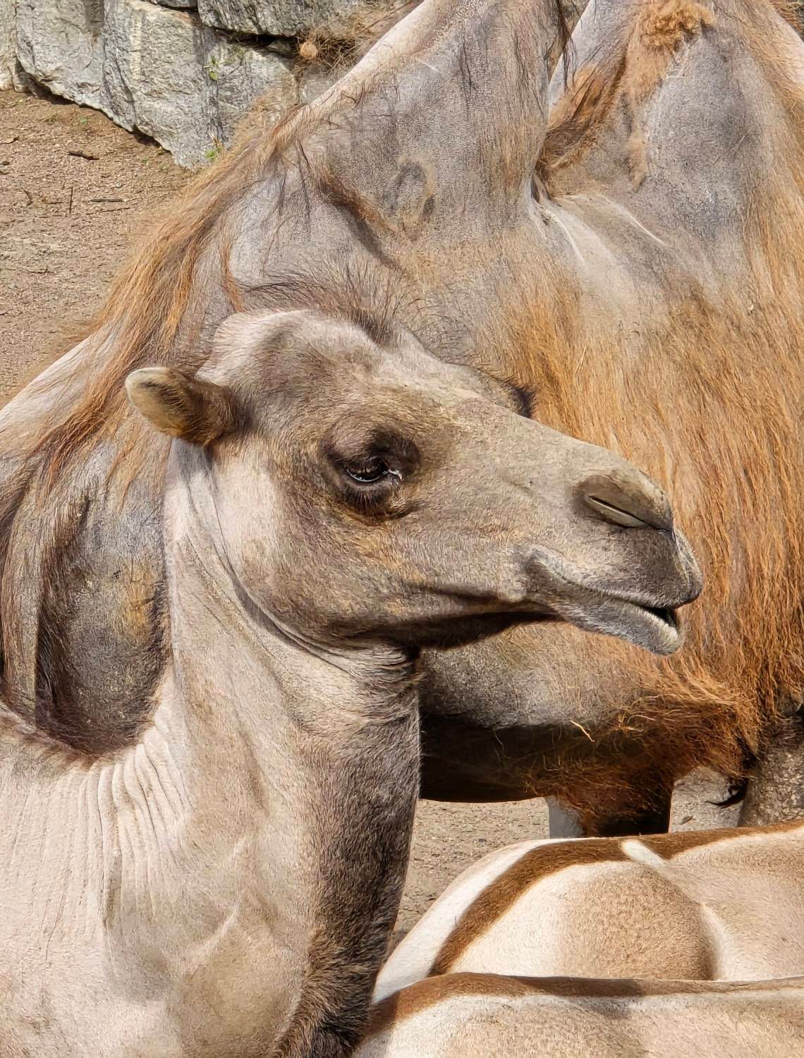 Some animals - Samsung Community