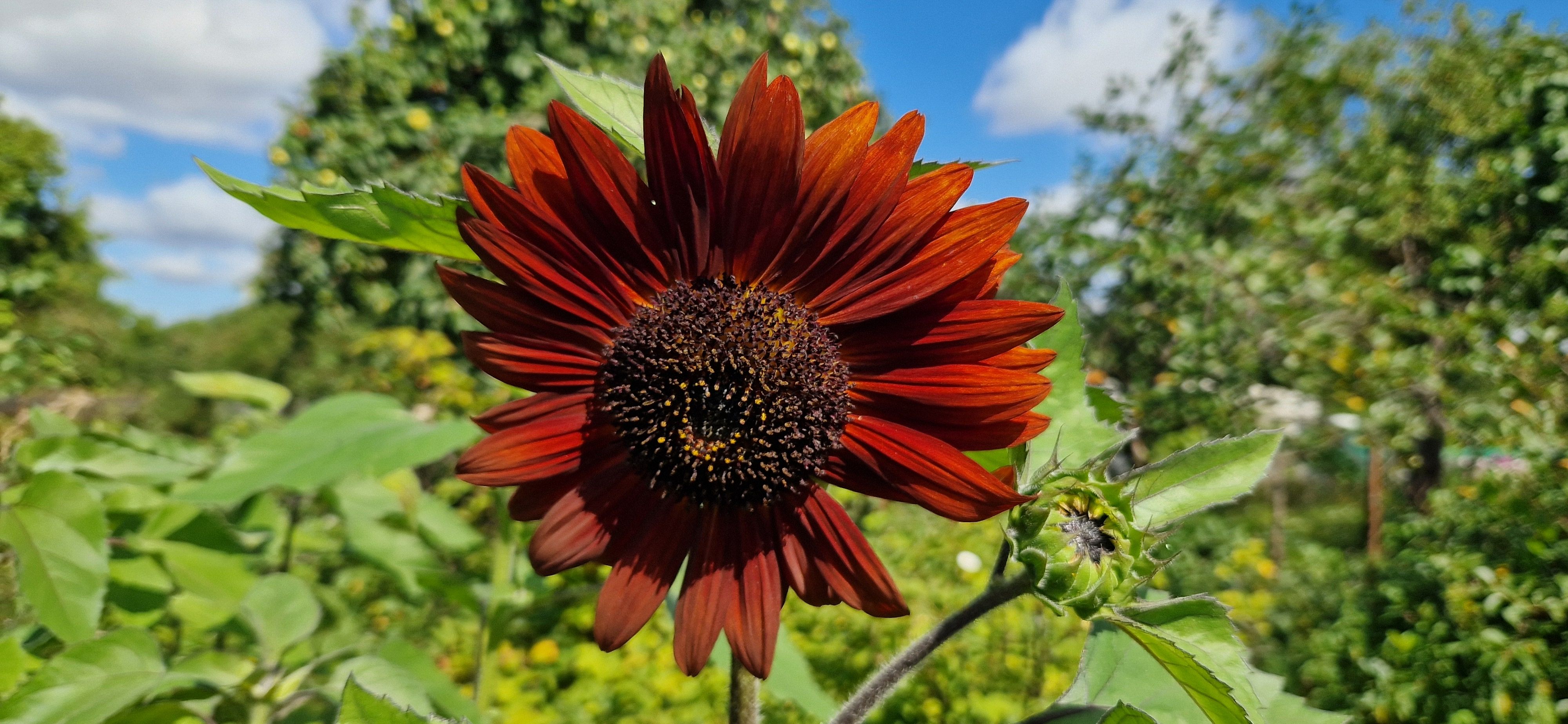 Saulespuķe - Samsung Community