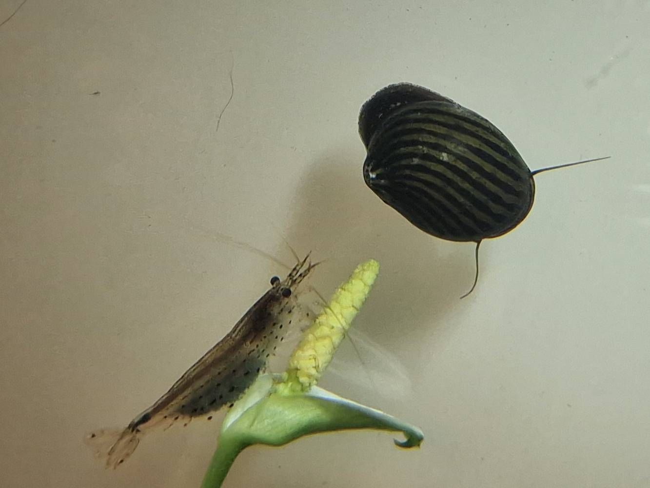 Shrimp / Snail piggyback?! - Samsung Community