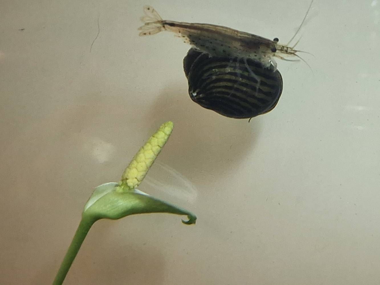 Shrimp / Snail piggyback?! - Samsung Community