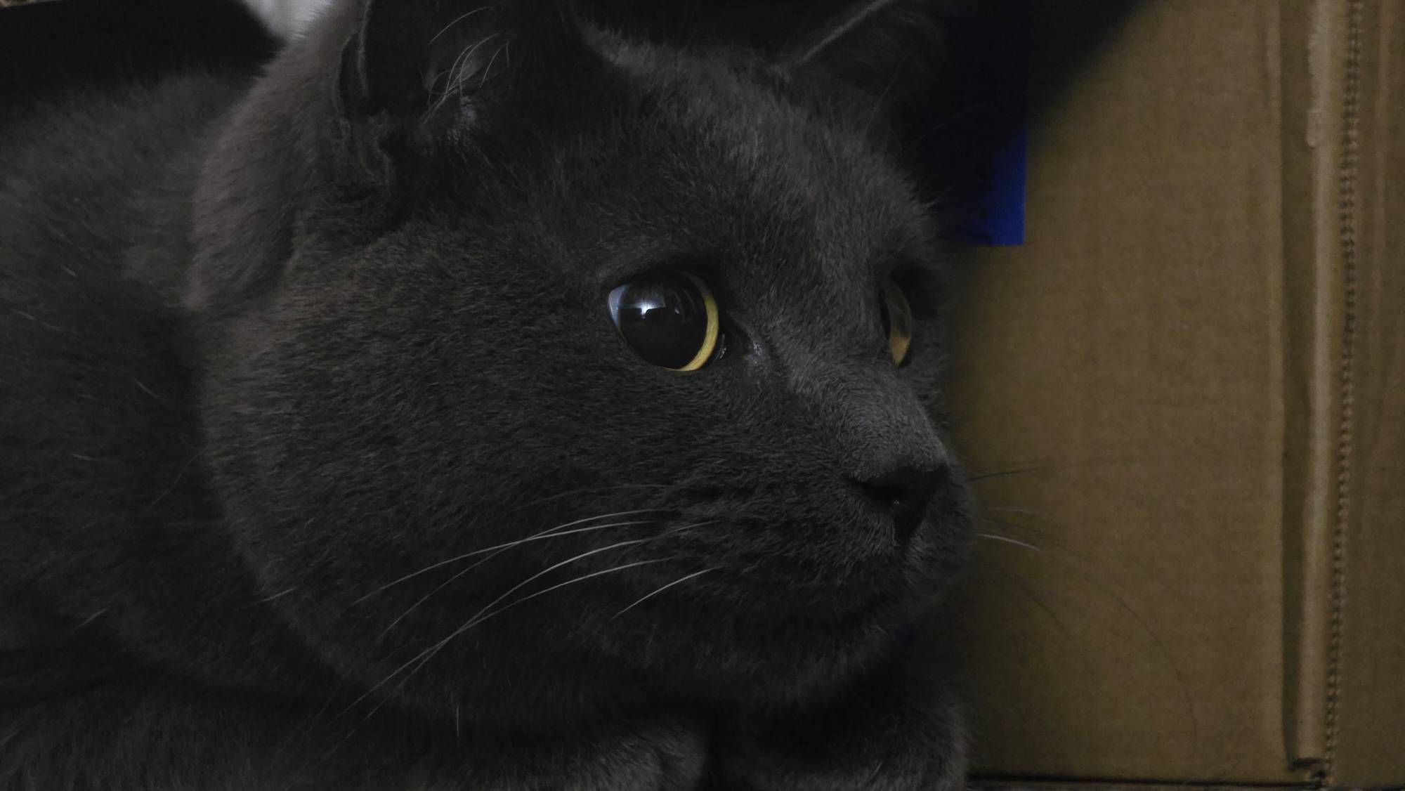 One Excited Reggie Cat! - Samsung Community