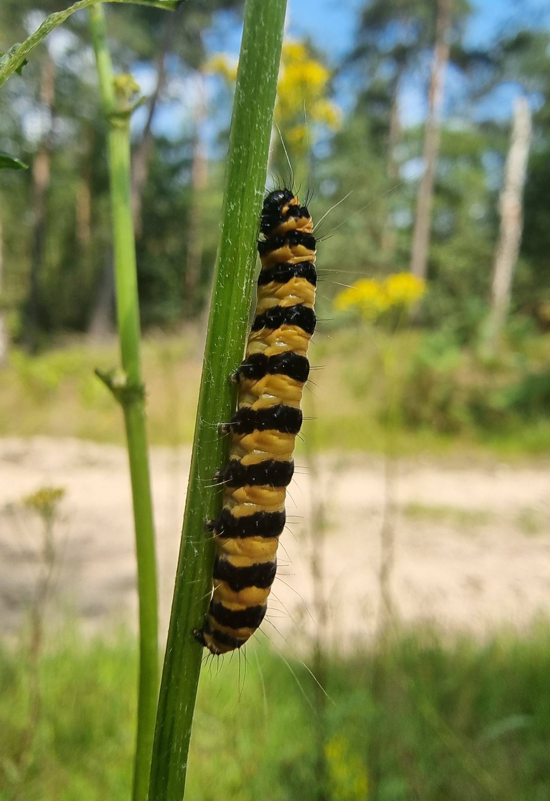 Rups van een St. Jacobsvlinder - Samsung Community