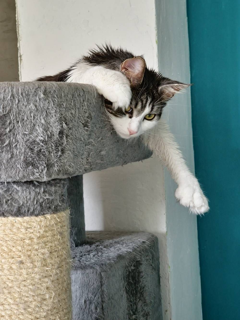 Falco,wünscht allen eine gute Nacht... - Samsung Community