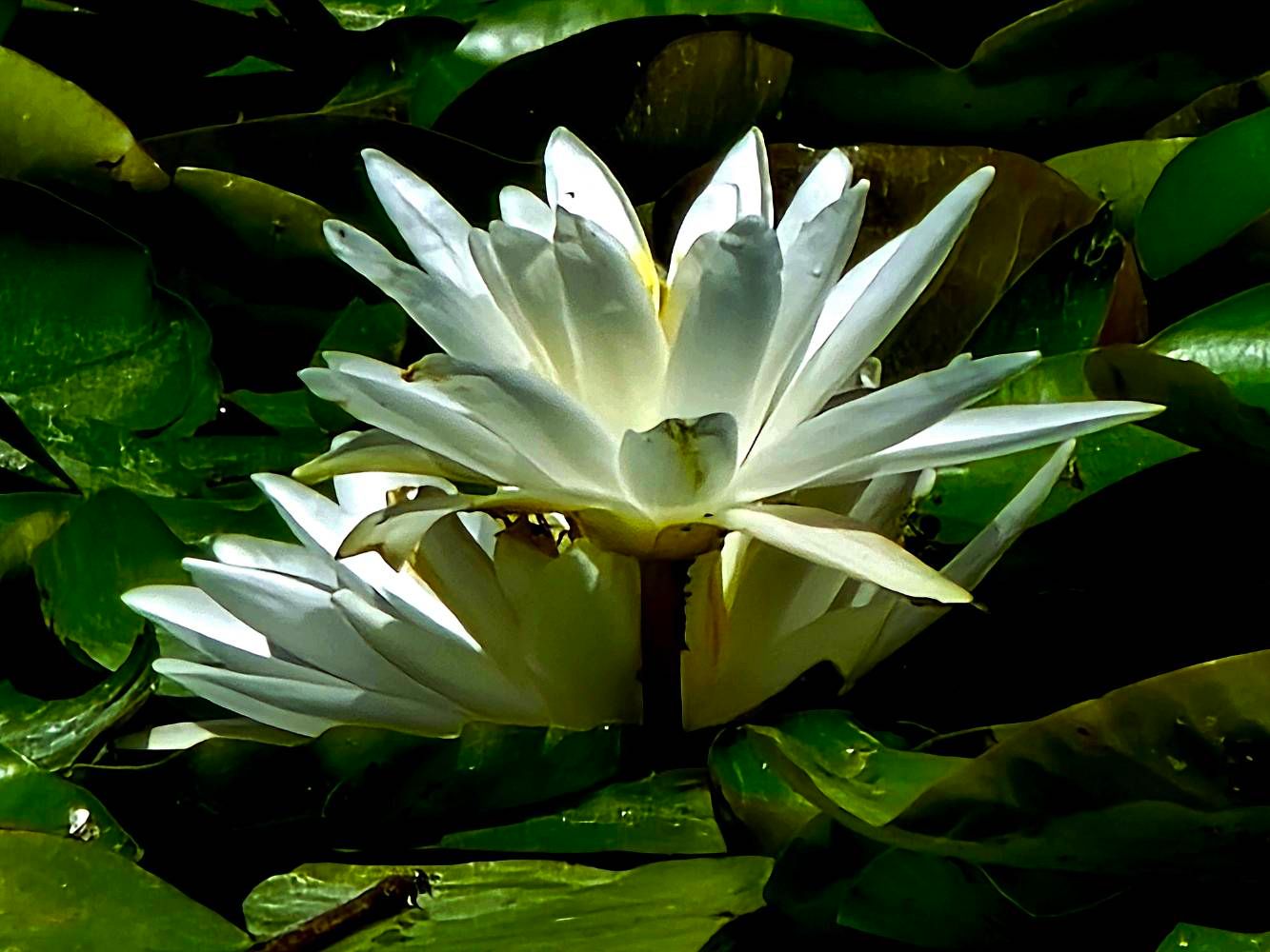 Tavirózsa - Samsung Community