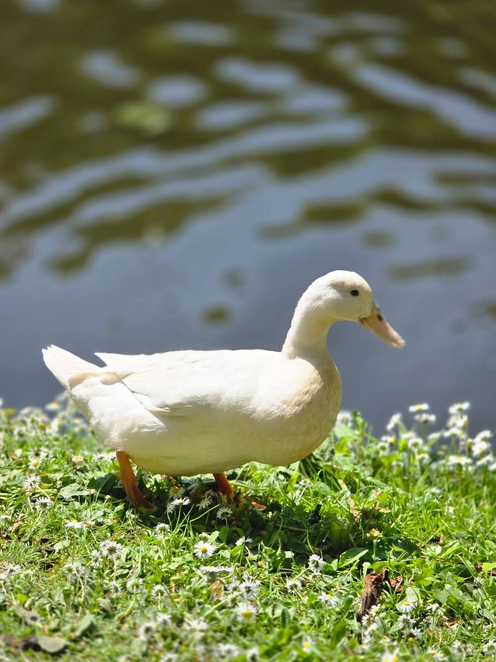 Duck - Samsung Community