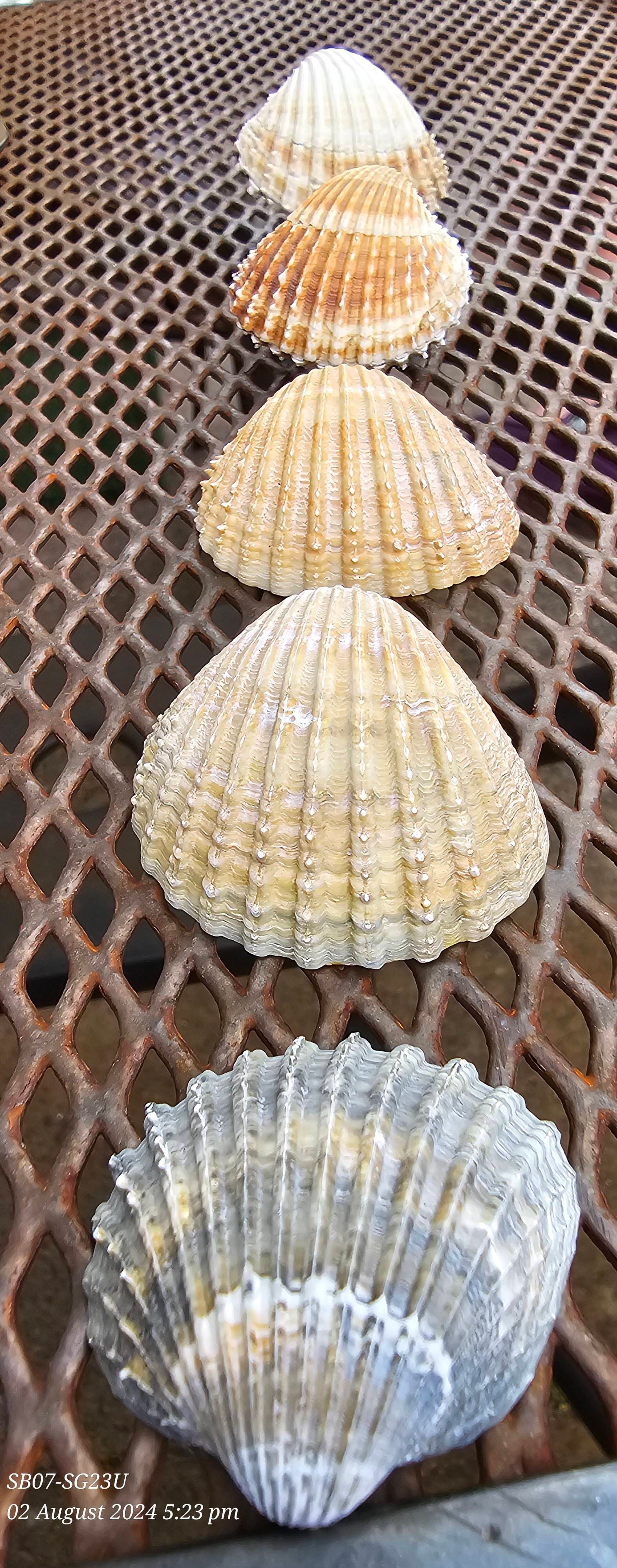 Seashells... Just a few I picked up on my local beach. #SB07 - Samsung ...