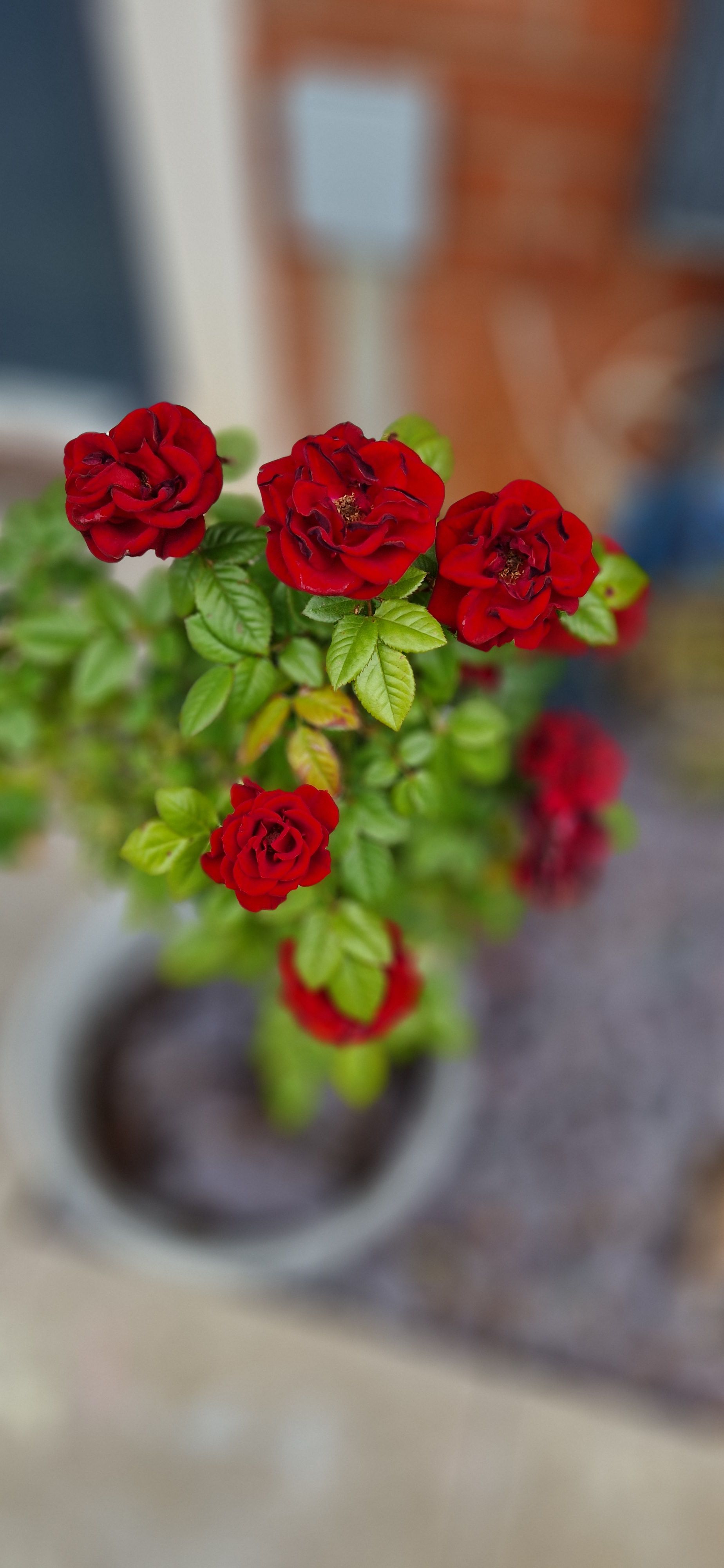 Never mind a pair of stunning roses how about a bunch to welcome you ...