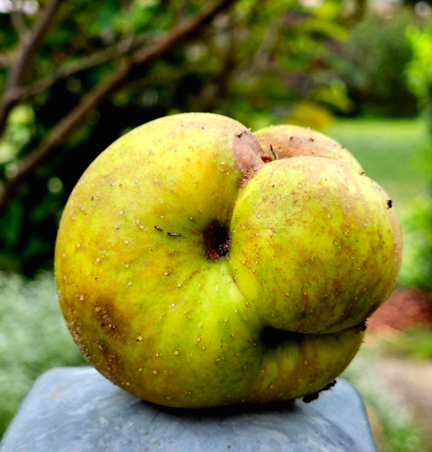 Mug Shot - Samsung Community