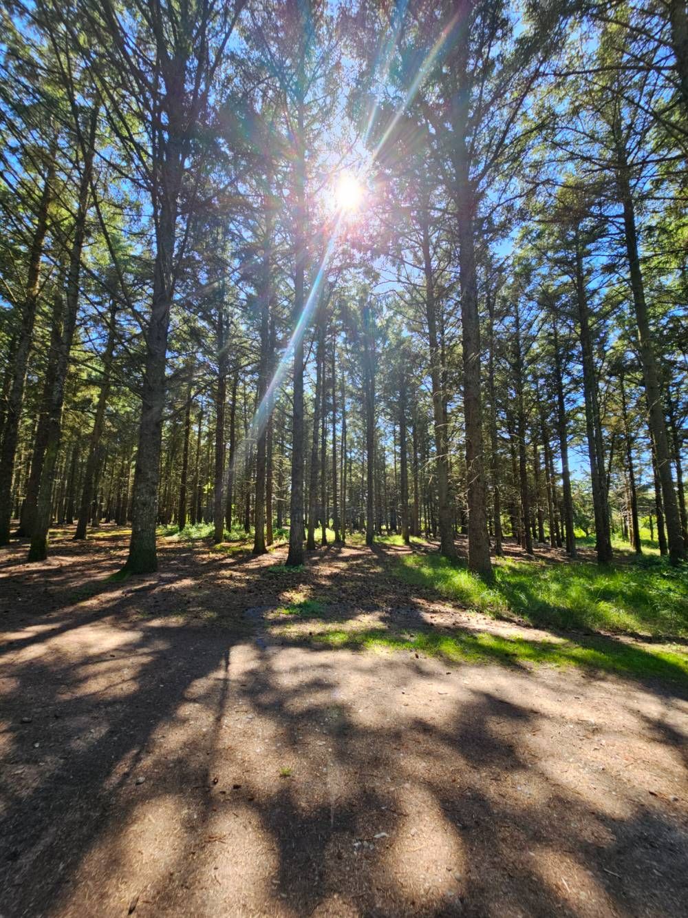 Die besten Waldbaden-Spots - Samsung Community