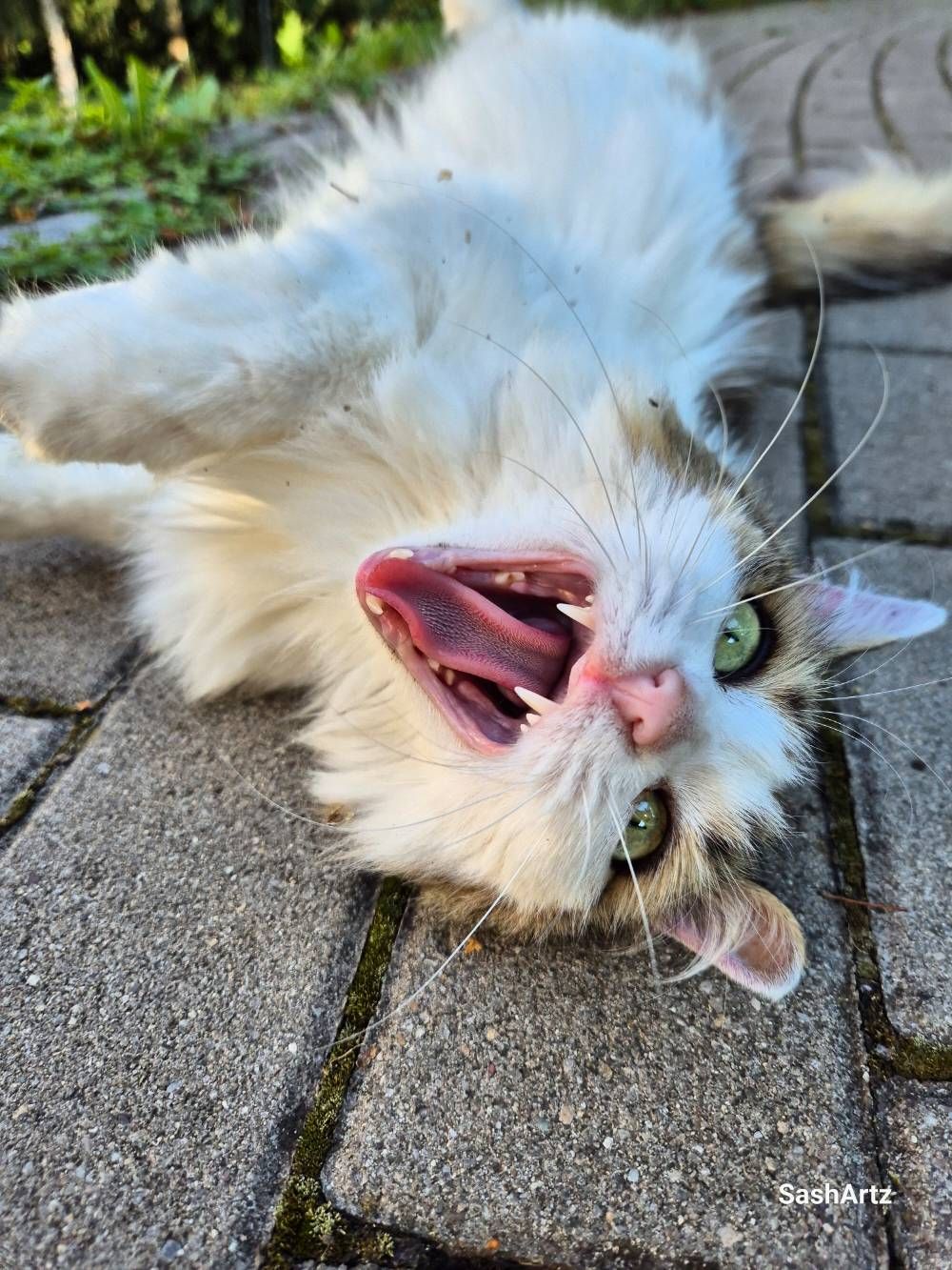 Cats in your Face - Samsung Community