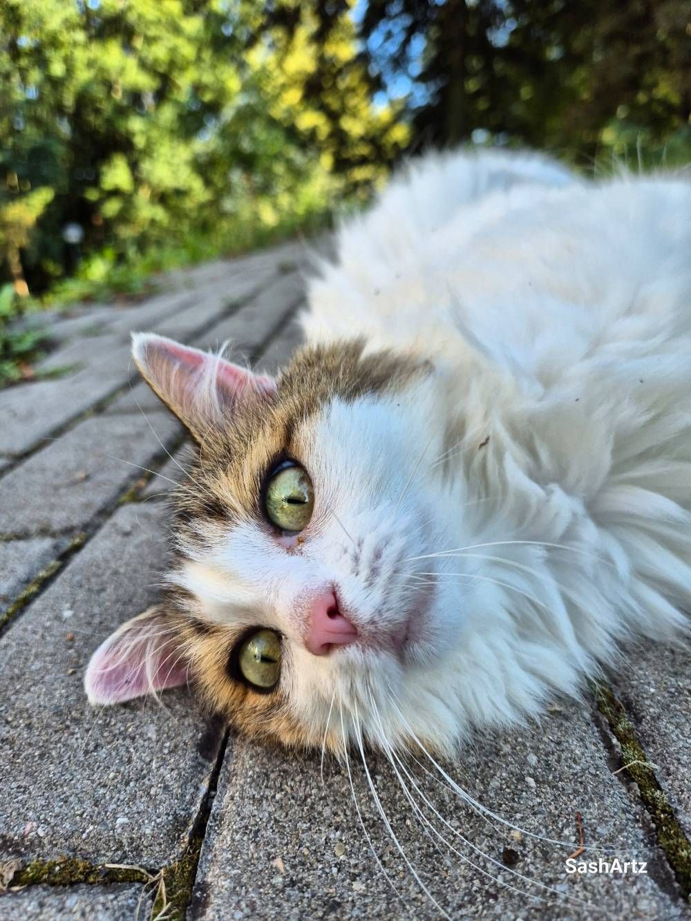 Cats in your Face Part 2 - Samsung Community