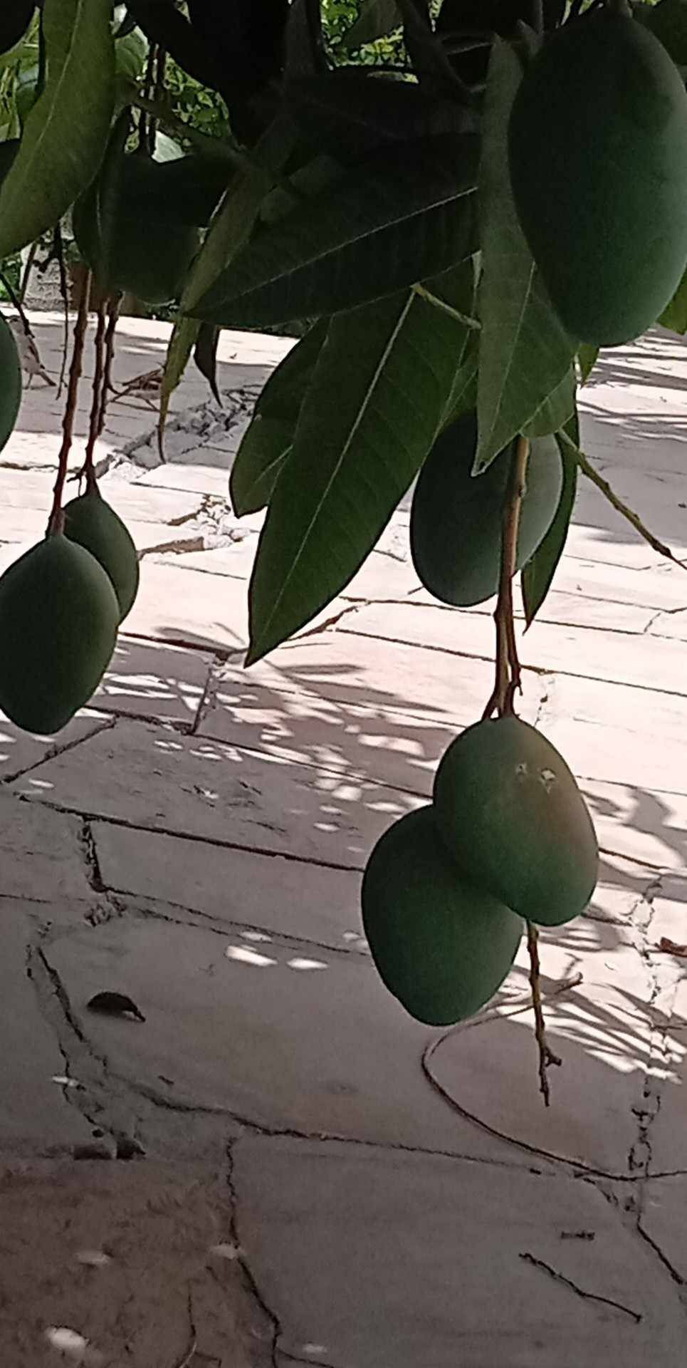 Mango :) - Samsung Community