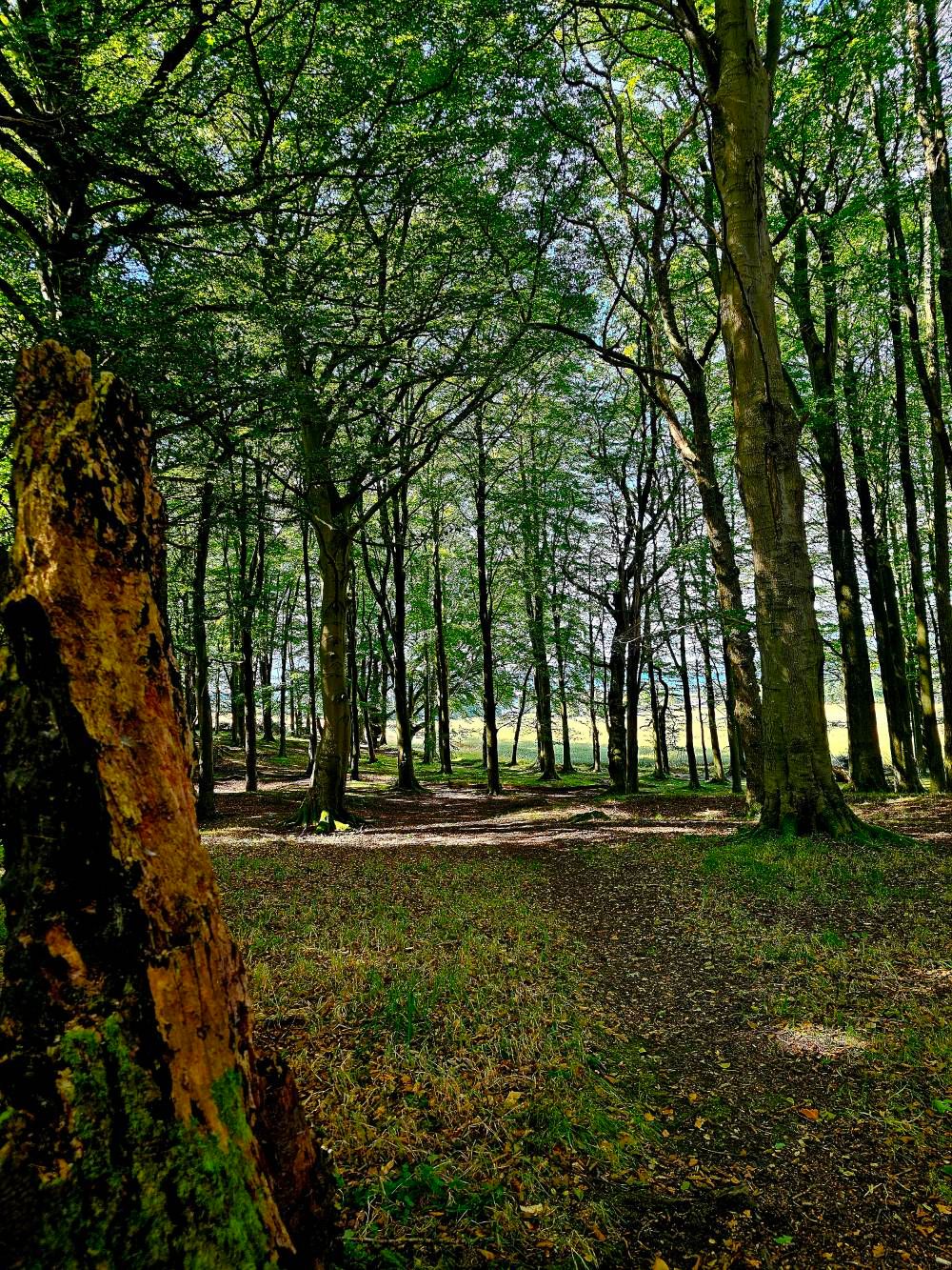 Trees - Samsung Community