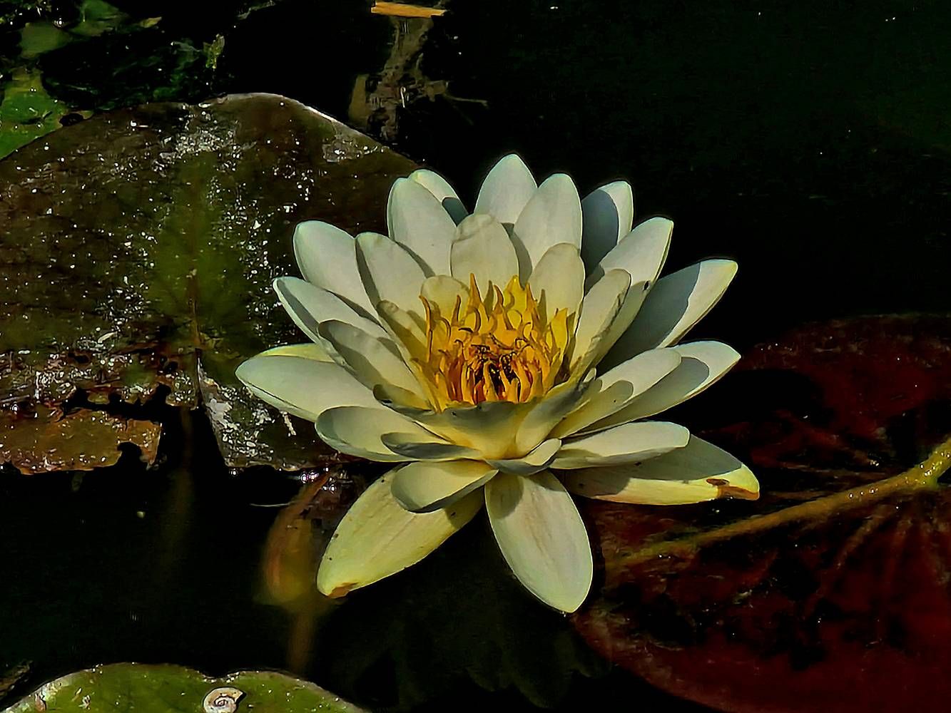 Tavirózsa - Samsung Community