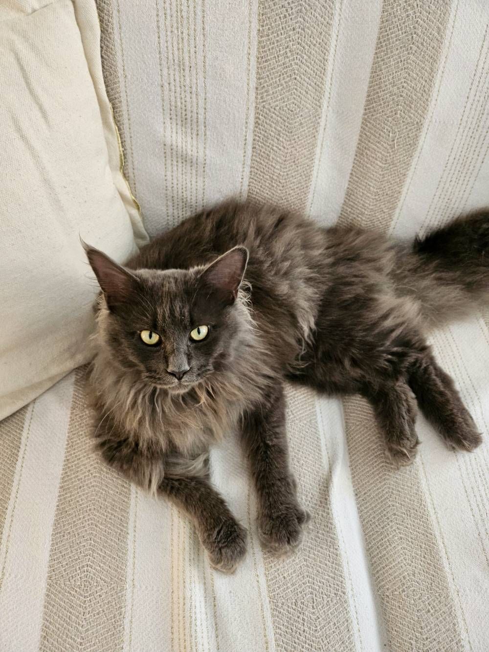 Le gros matou - Samsung Community