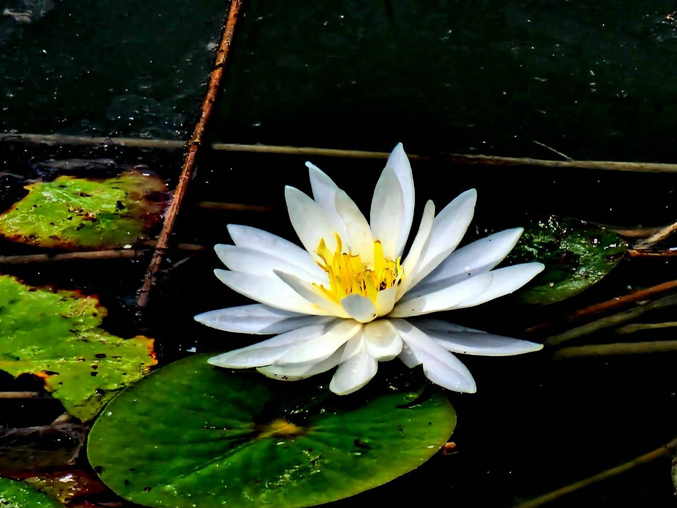 Tavirózsa - Samsung Community