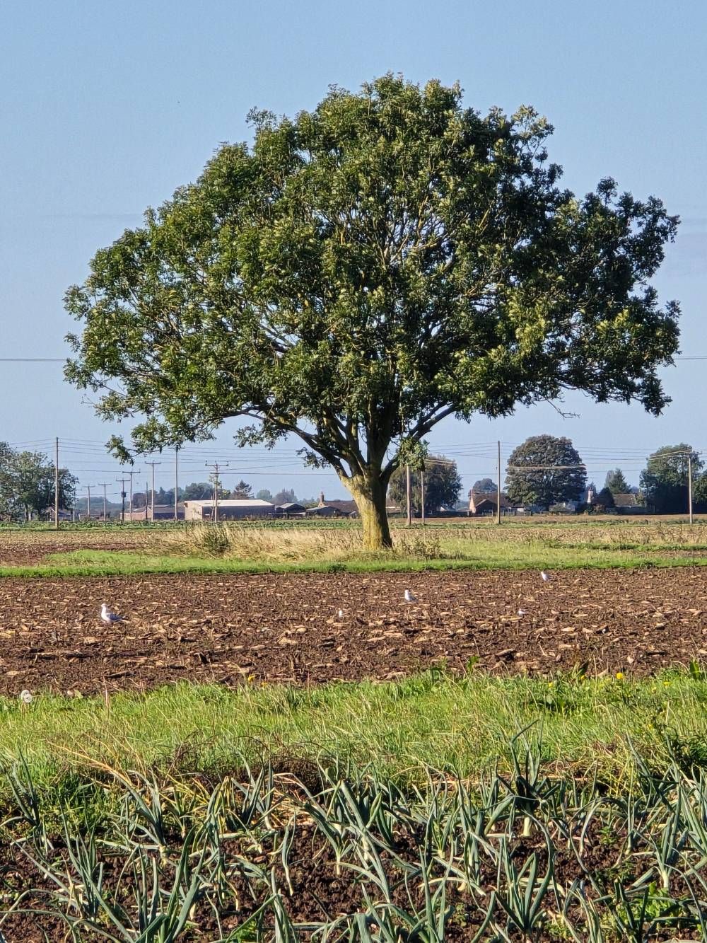 Trees 🌳 - Samsung Community