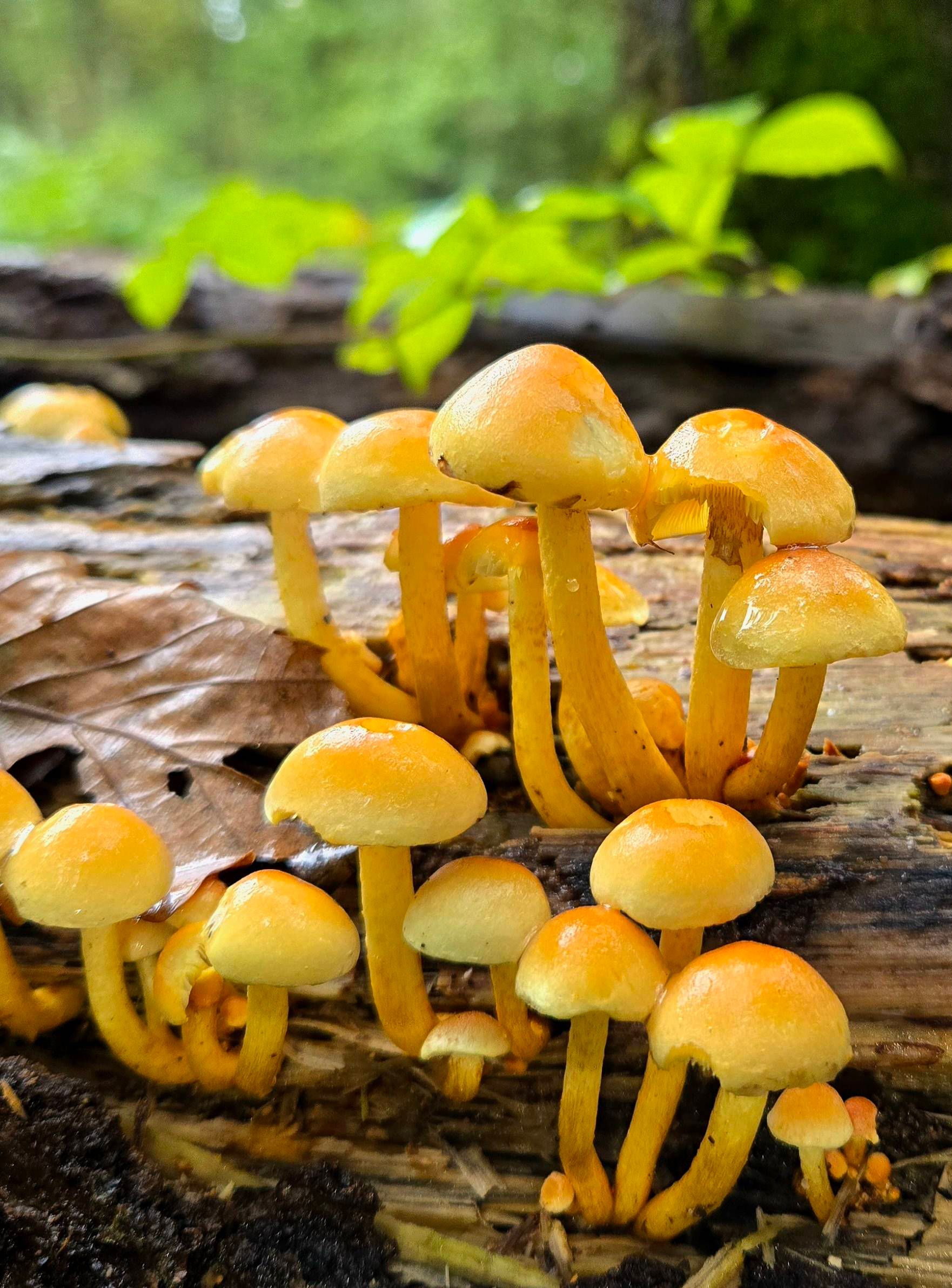 Z Fold 6: Fungi Fun - Samsung Community